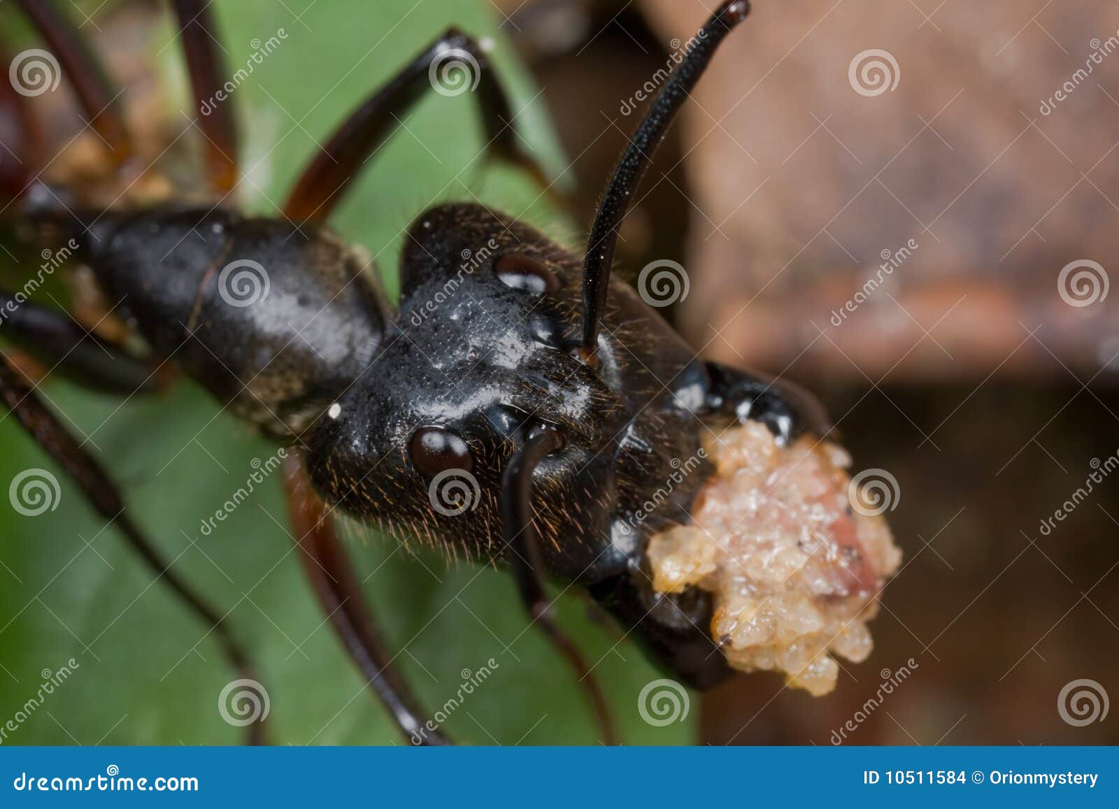 Tropical Giant Ant, Camponotus Gigas Stock Photo - Image of park ...