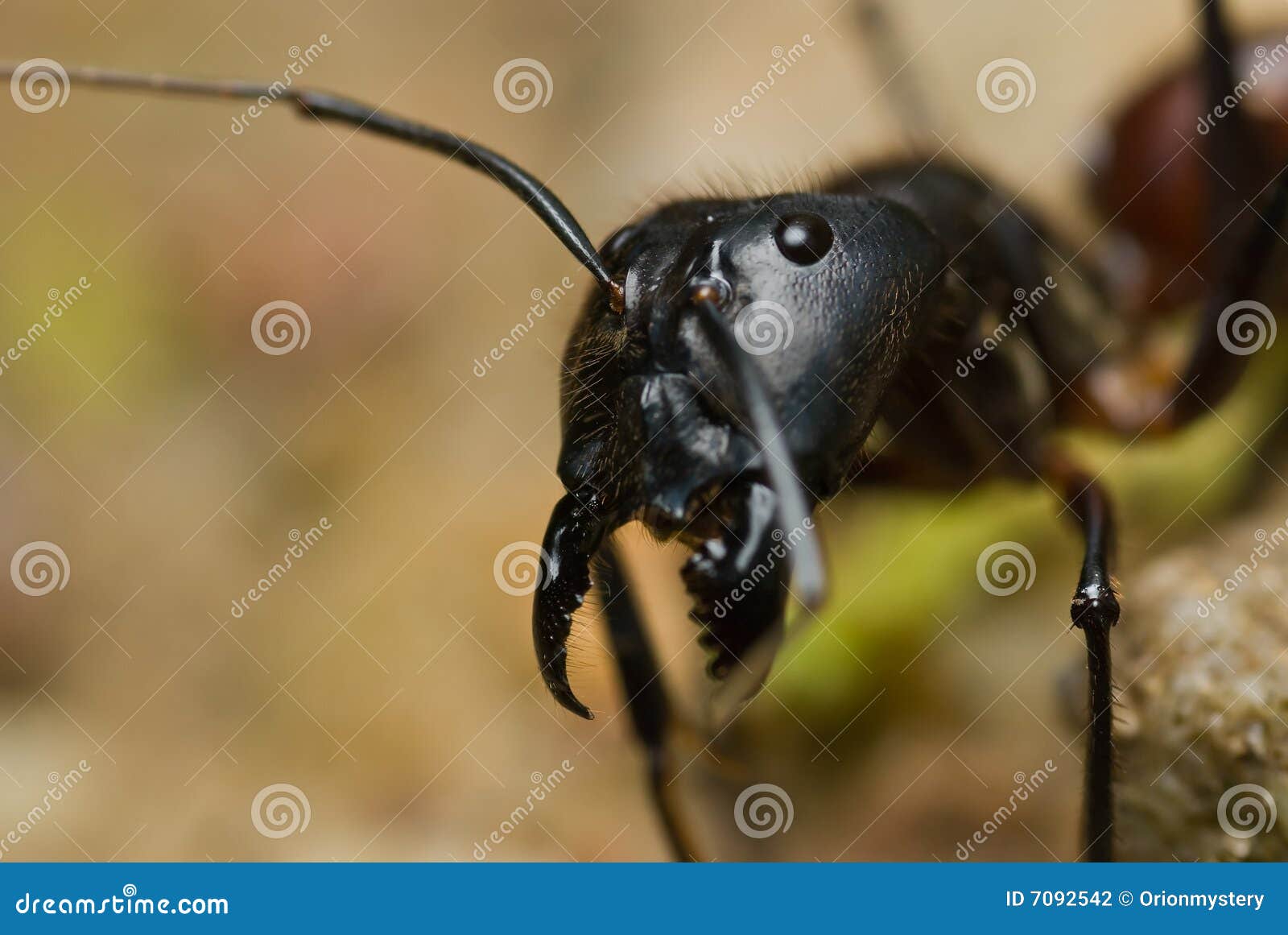 Tropical Giant Ant, Camponotus Gigas Stock Photo - Image of close ...