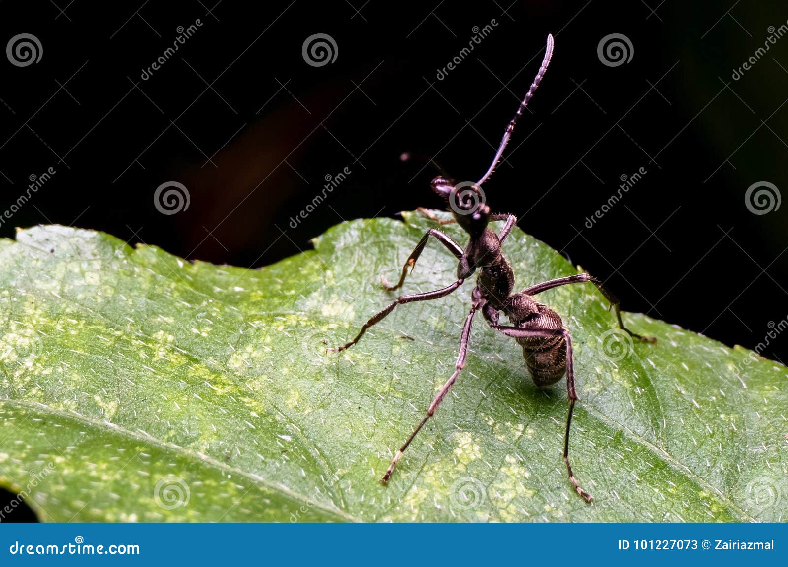 Tropical Giant Ant, Camponotus Gigas Stock Photography | CartoonDealer ...
