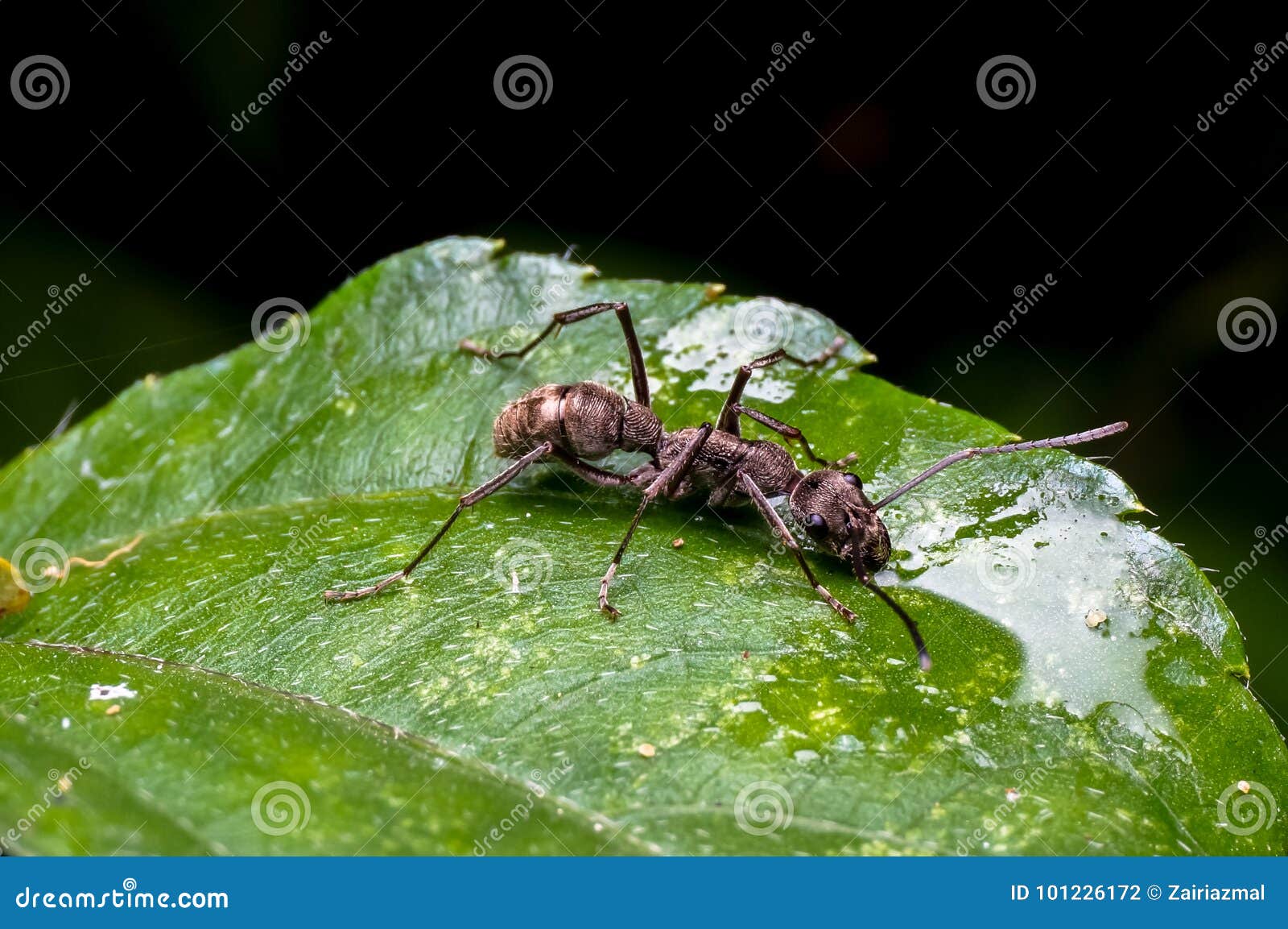 Tropical giant ants stock photo. Image of food, insect - 101226172