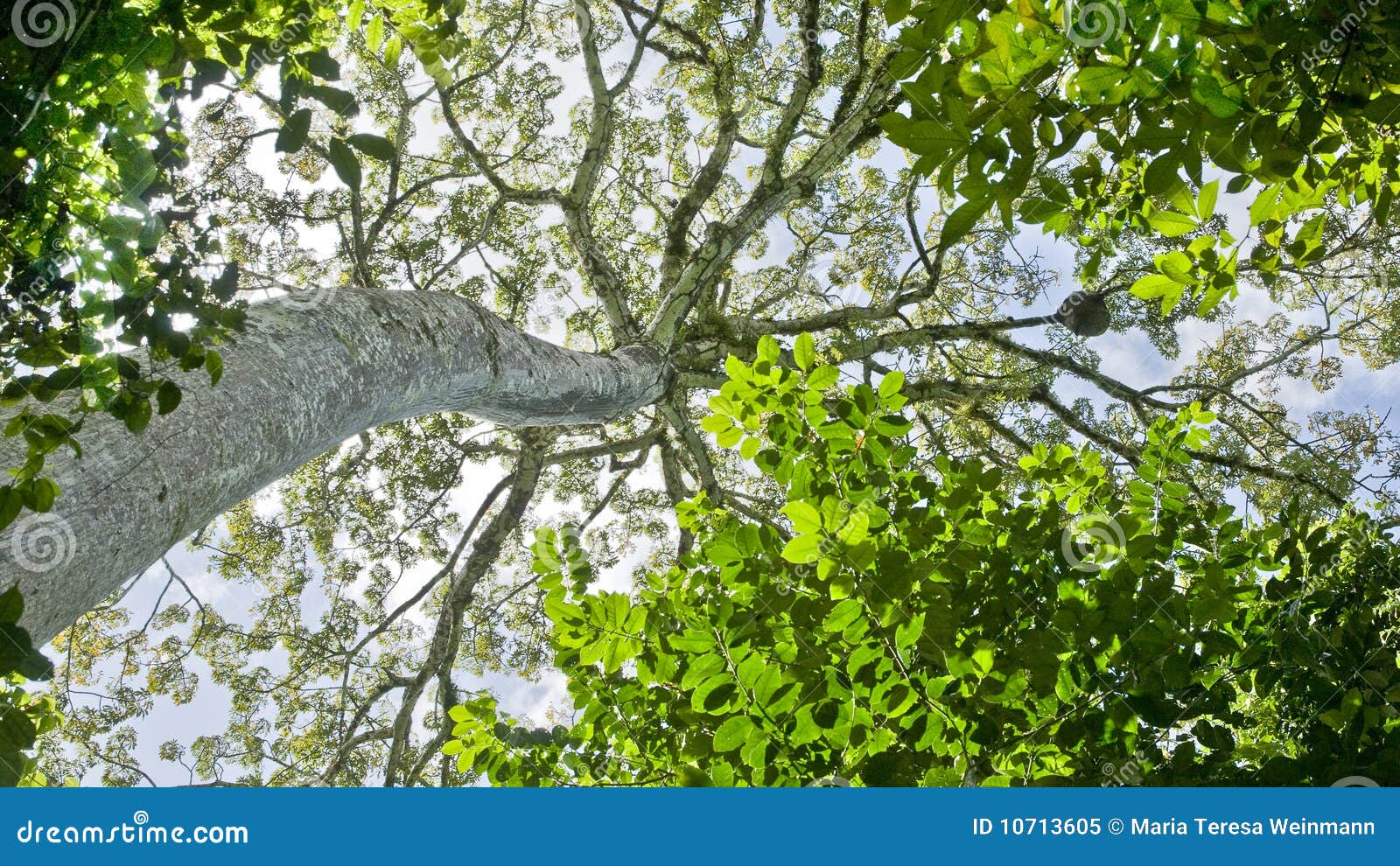 Tropical giant tree stock image. Image of green, growing - 10713605