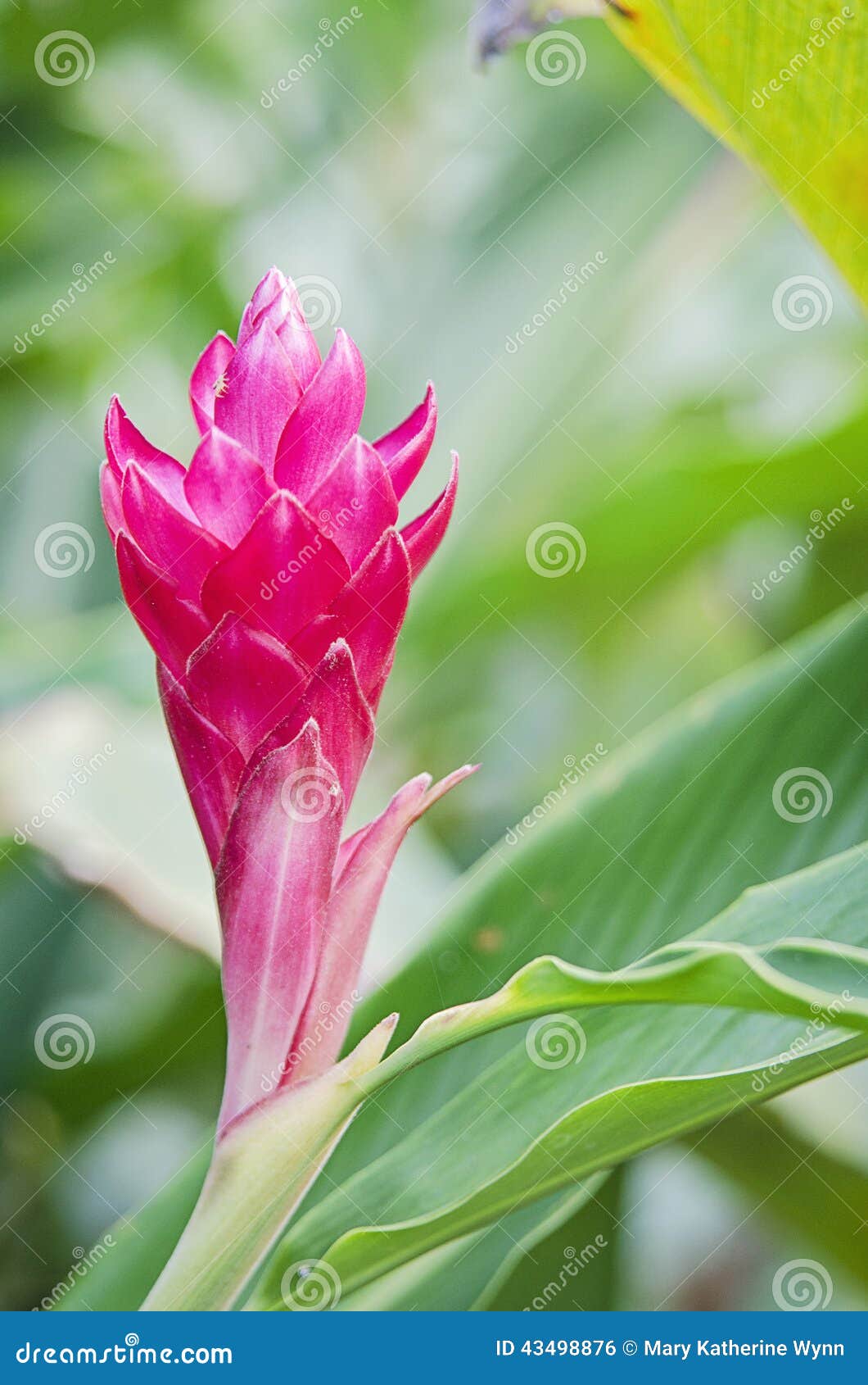 Tropical Ginger flower stock photo. Image of ginger, foilage - 43498876