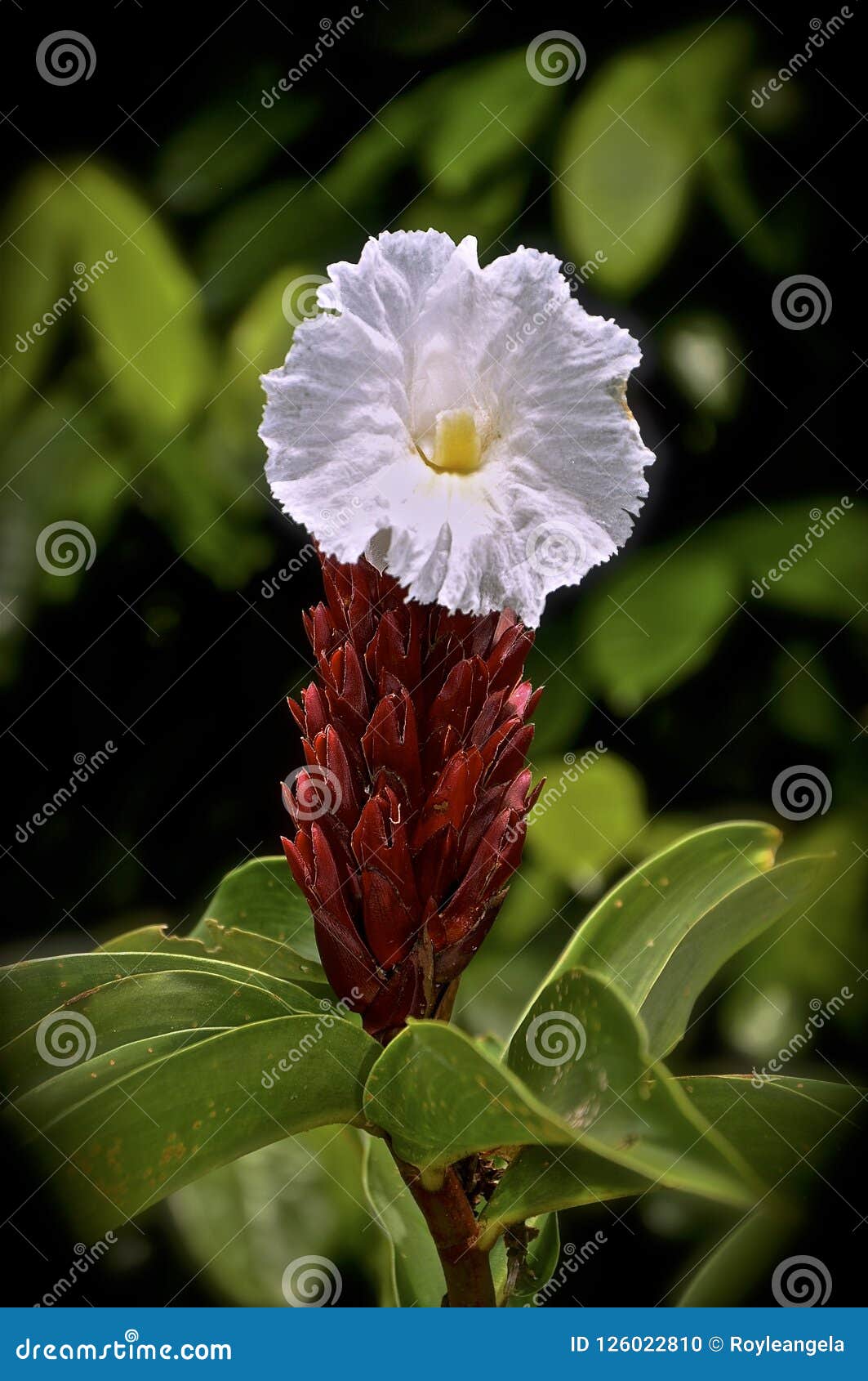 Tropical Ginger Flower with a White Blossom Stock Photo - Image of ...