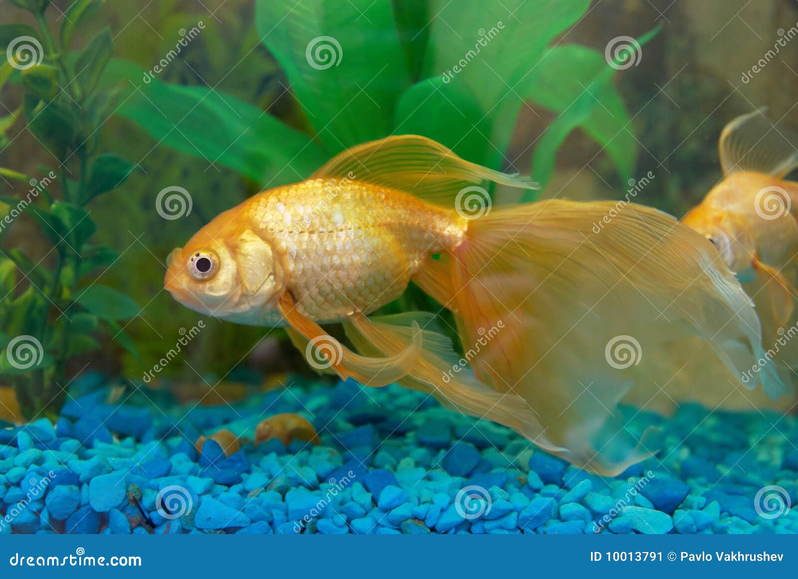 Tropical golden fish stock image. Image of nature, care - 10013791