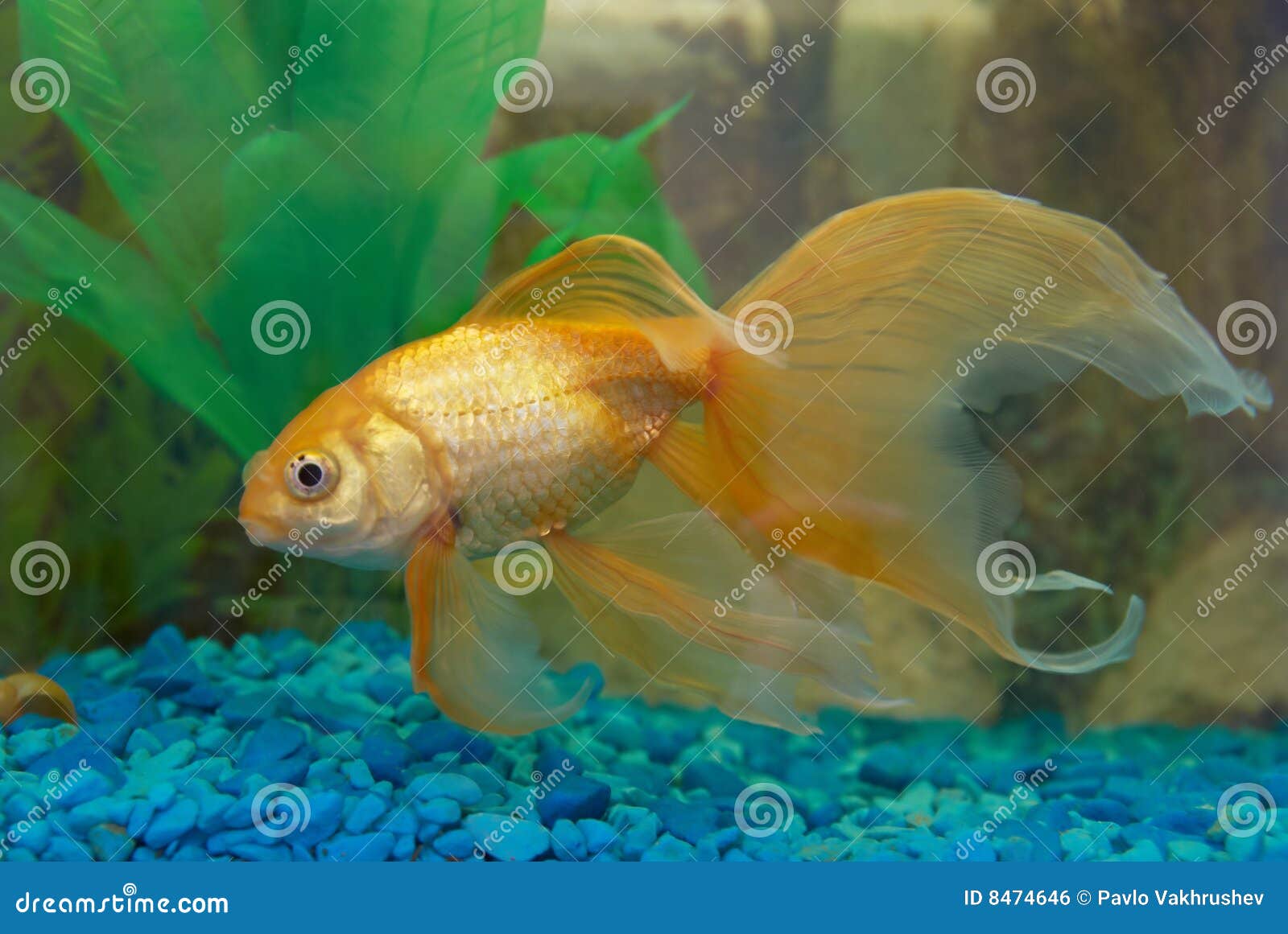 Tropical golden fish stock photo. Image of nature, pretty - 8474646