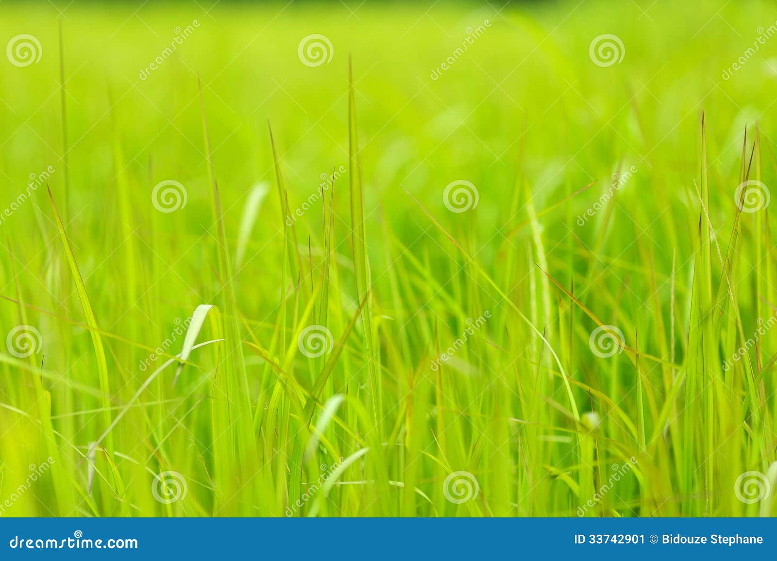 Tropical grass stock image. Image of green, rural, vivid - 33742901