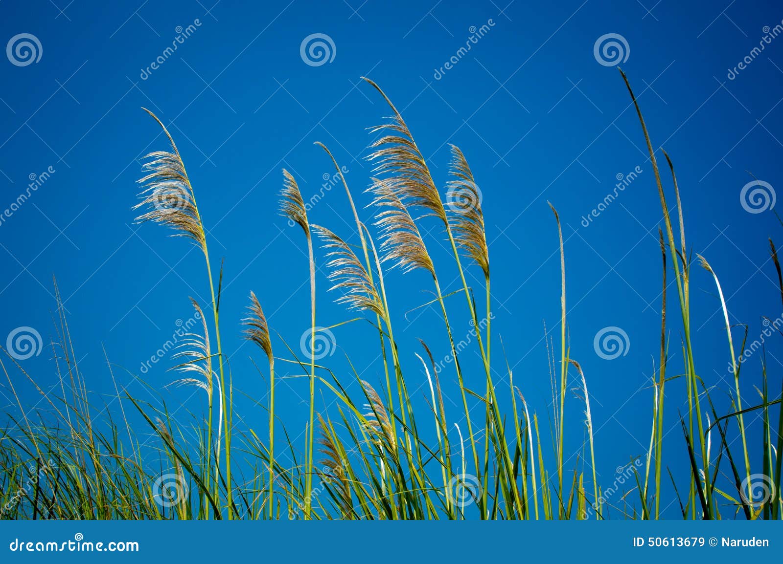 Tropical grass stock image. Image of landscape, windy - 50613679