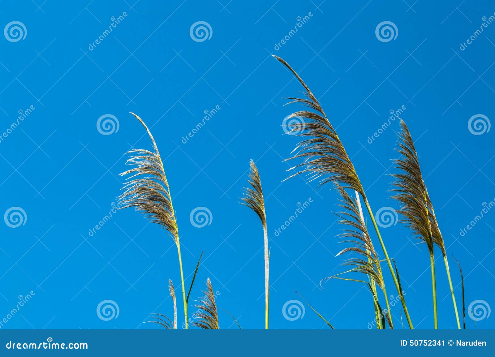 Tropical grass stock image. Image of fuzzy, light, reeds - 50752341