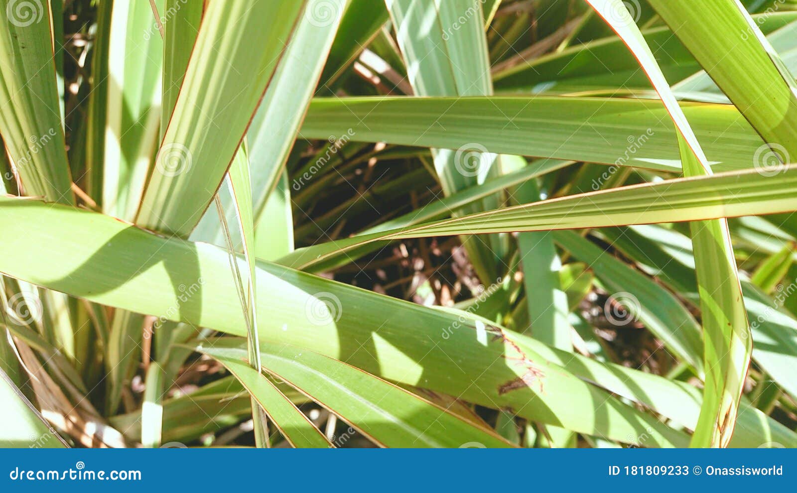 Tropical Grass Closeup Under Sunlight Stock Image - Image of closeup ...