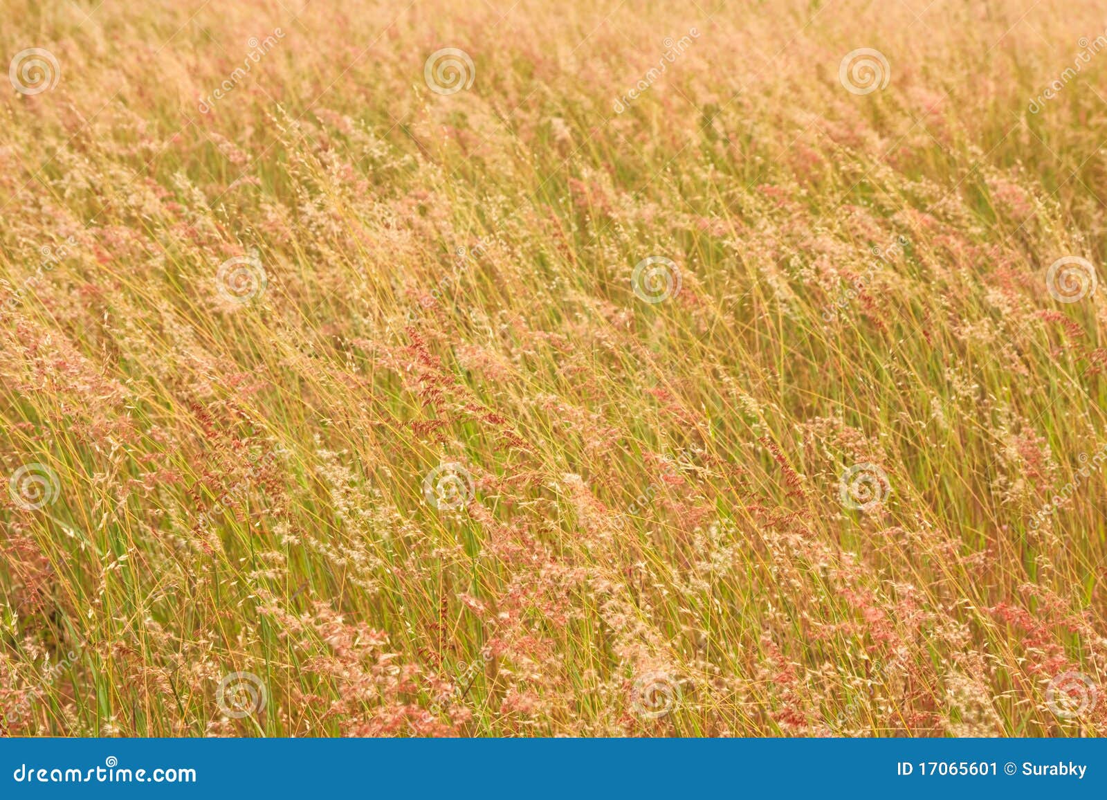 Tropical grass field stock image. Image of outside, country - 17065601