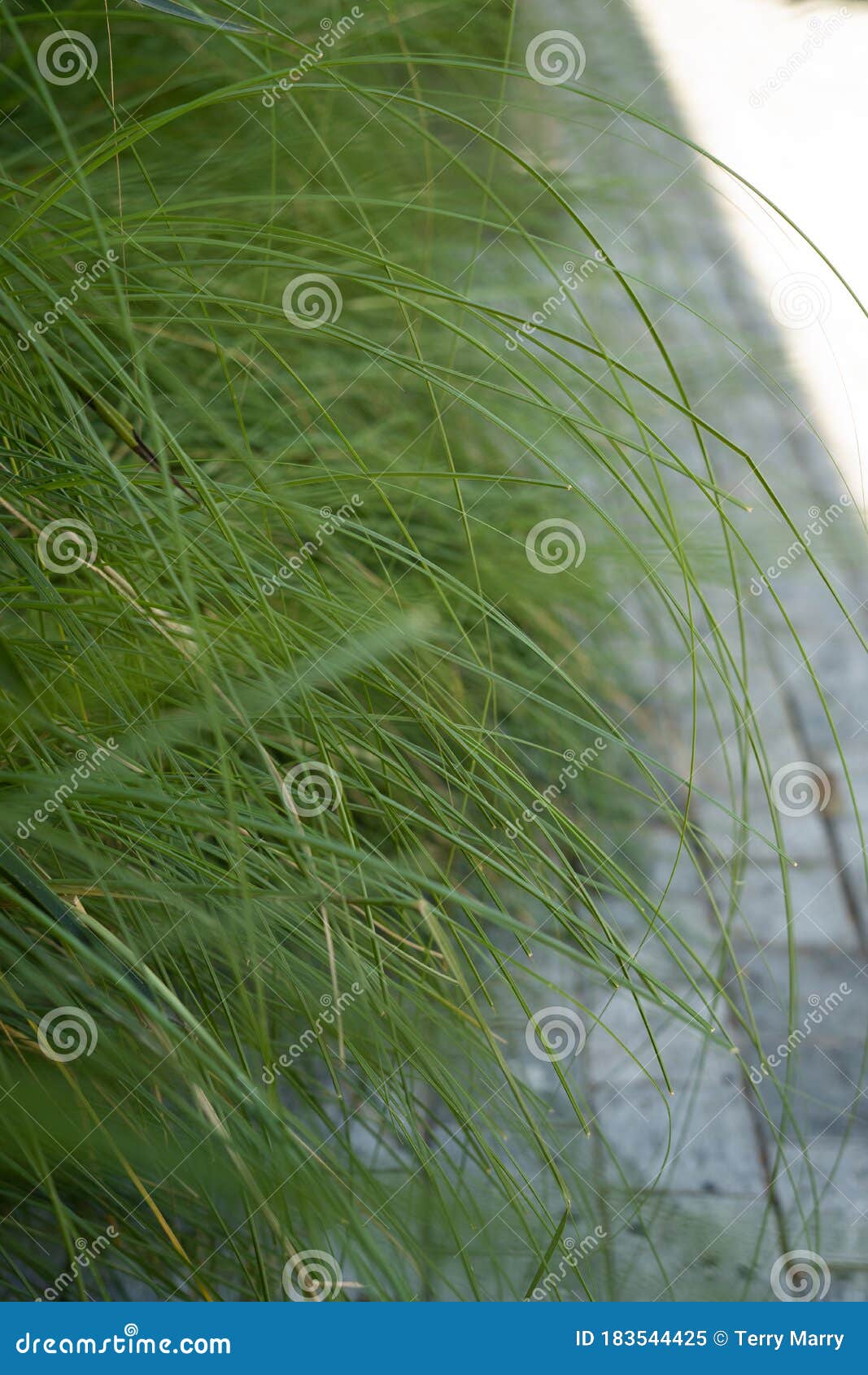 Tropical Grass Leaves Close-up Pattern Stock Image - Image of fresh ...