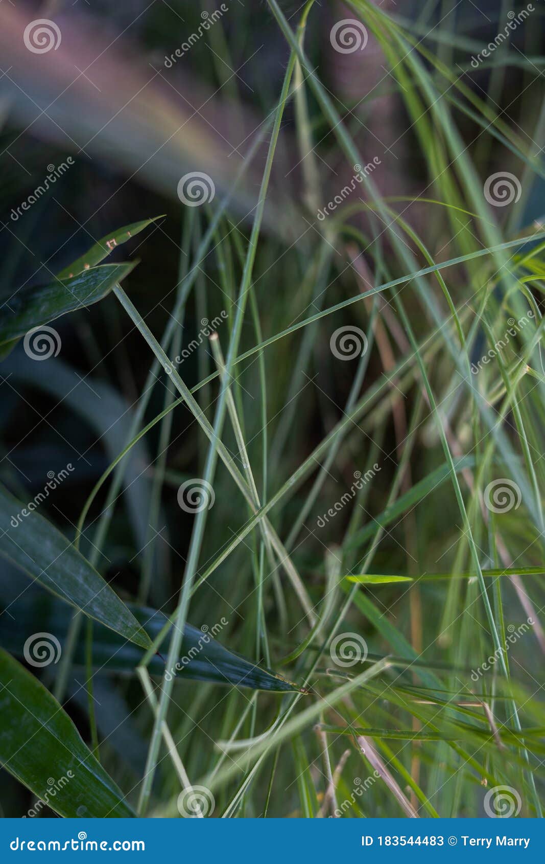 Tropical Grass Leaves Close-up Pattern Stock Image - Image of green ...