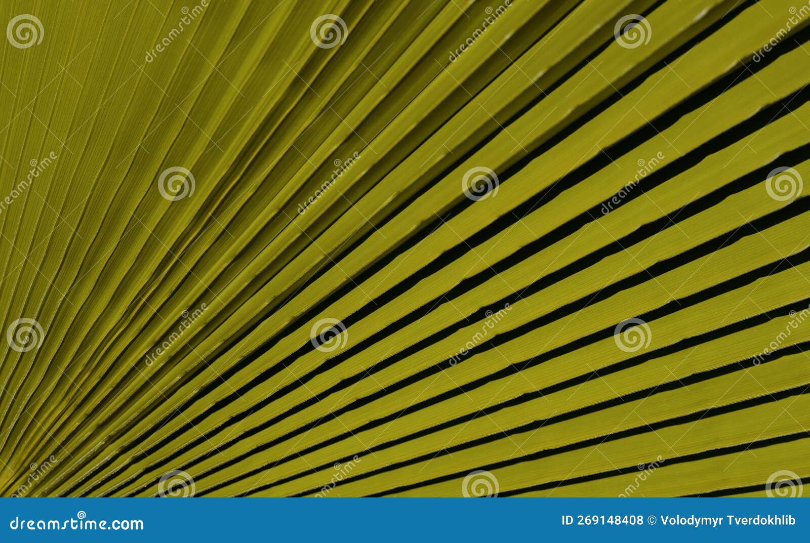 Tropical Green Background. Coconut Palm Trees Green Texture Background ...
