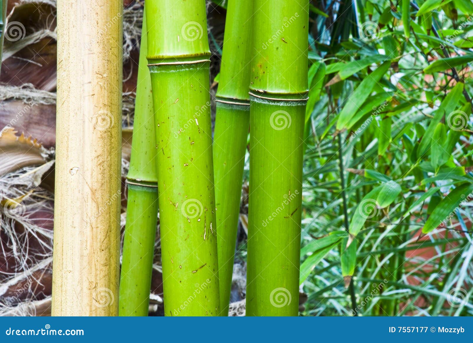 Tropical green bamboo stock image. Image of culture, asian - 7557177