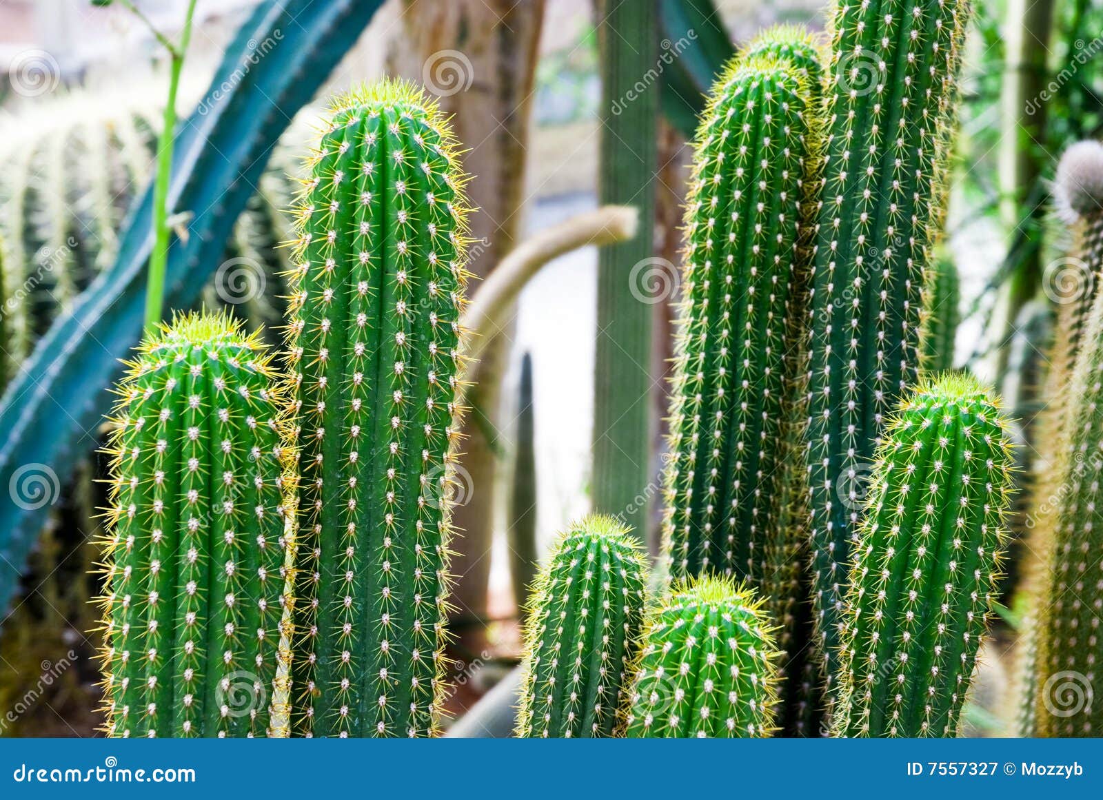 Tropical Green Cactus - Cacti Stock Image - Image of macro, arizona ...