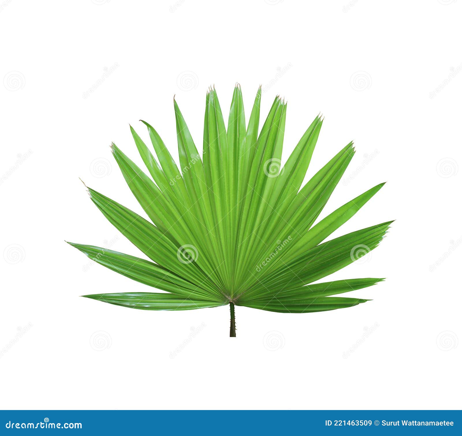 Tropical Green Chinese Windmill Palm Leaf Tree Isolated on White ...