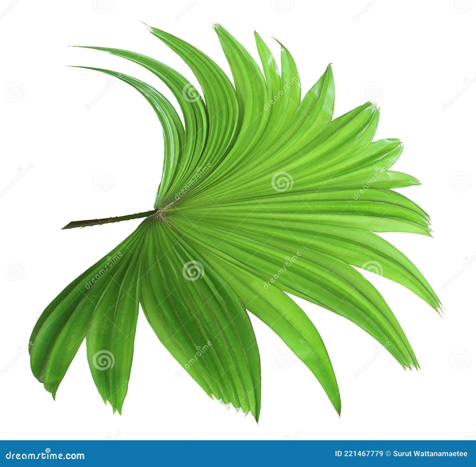 Tropical Green Chinese Windmill Palm Leaf Tree Isolated on White ...