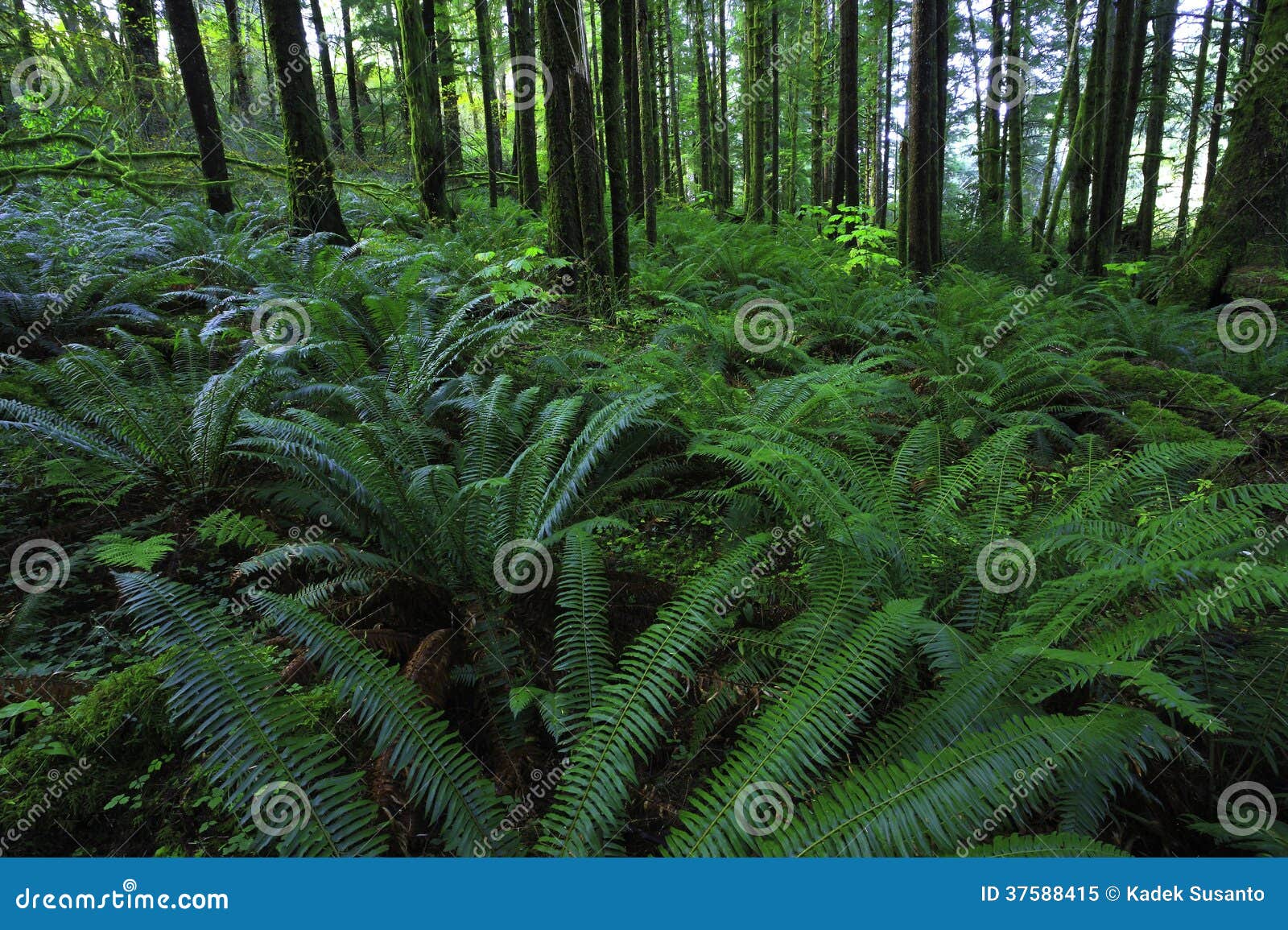 Tropical green forest stock image. Image of park, rainforest - 37588415