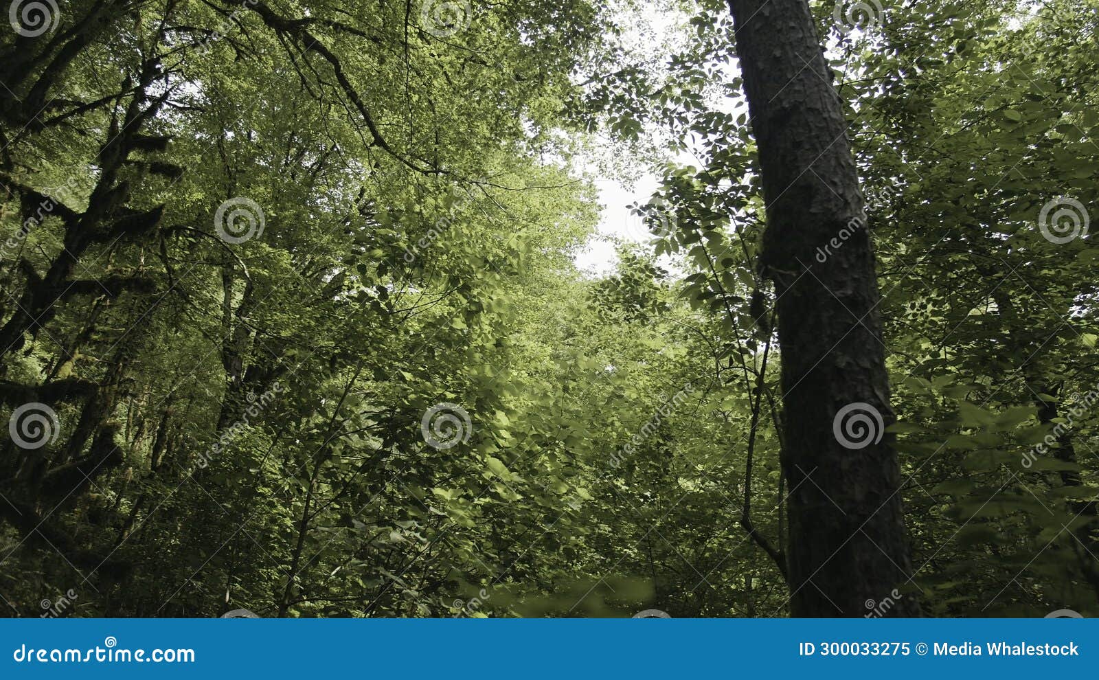 Tropical Green Forest. Creative. Big Green Calm Trees in a Summer ...