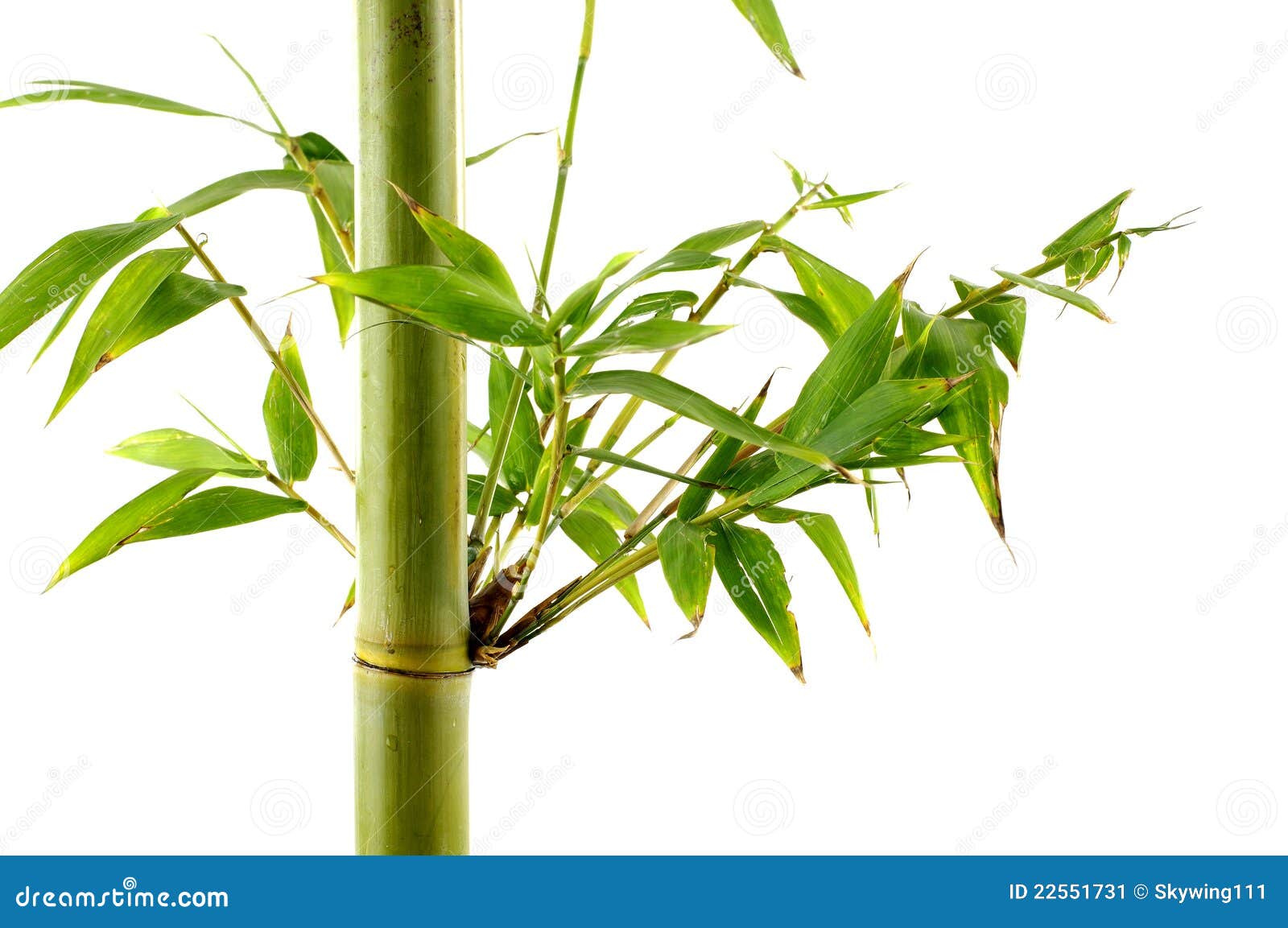 Tropical Green Fresh Bamboo Shoots Stock Image - Image of branch ...