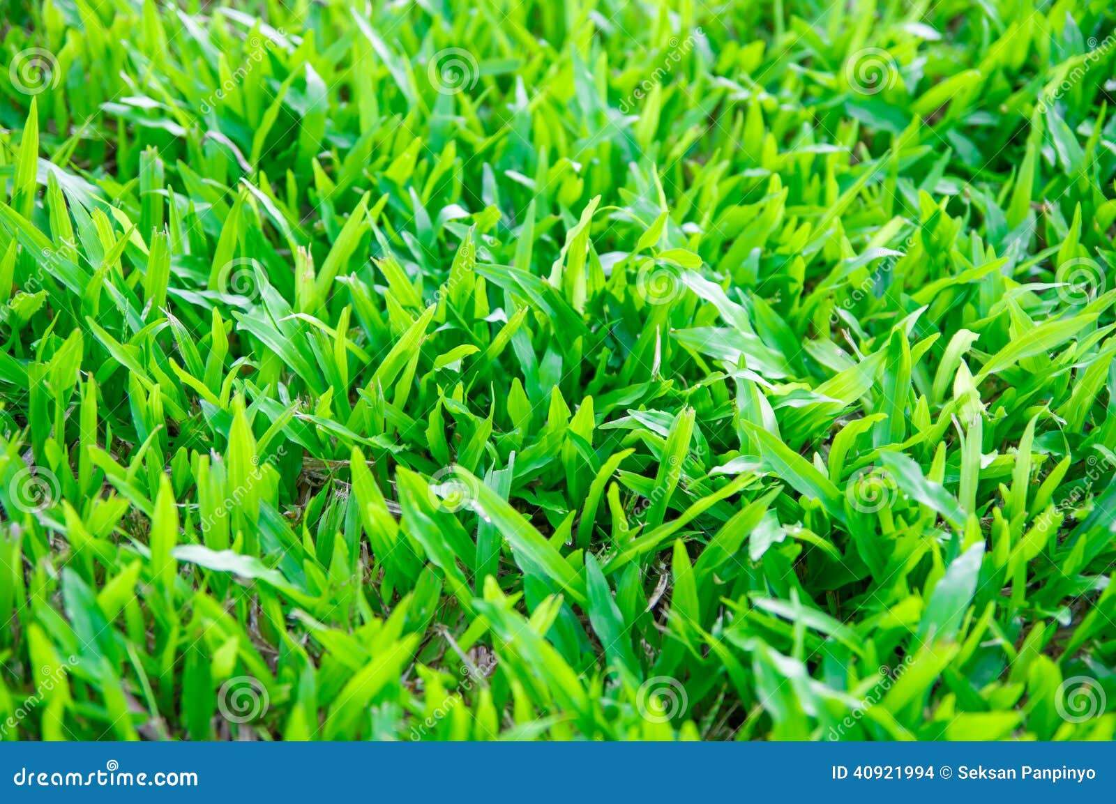 Tropical green grass stock photo. Image of field, ball - 40921994