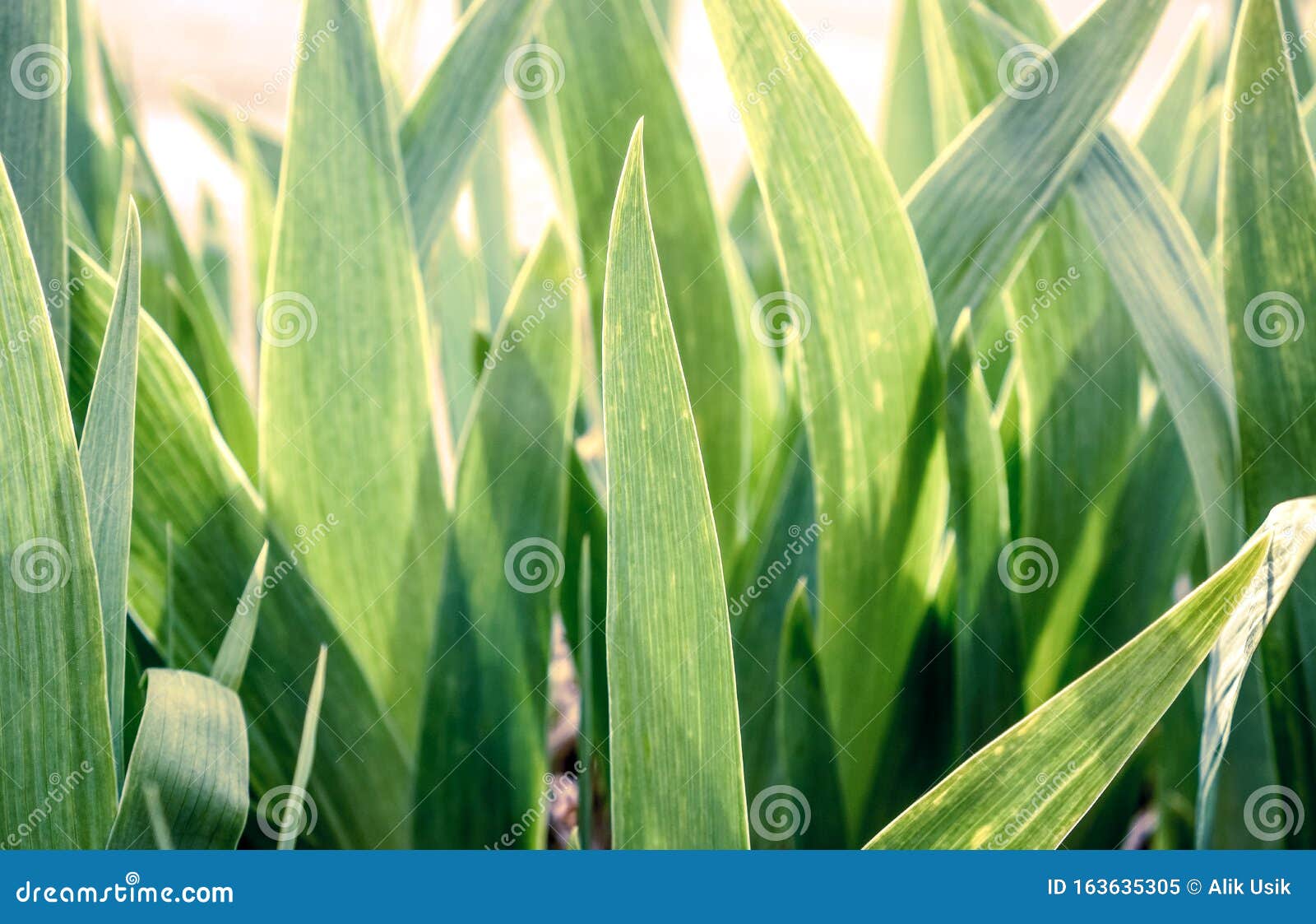 Tropical Green High Leaves As Pattern Stock Image - Image of detail ...