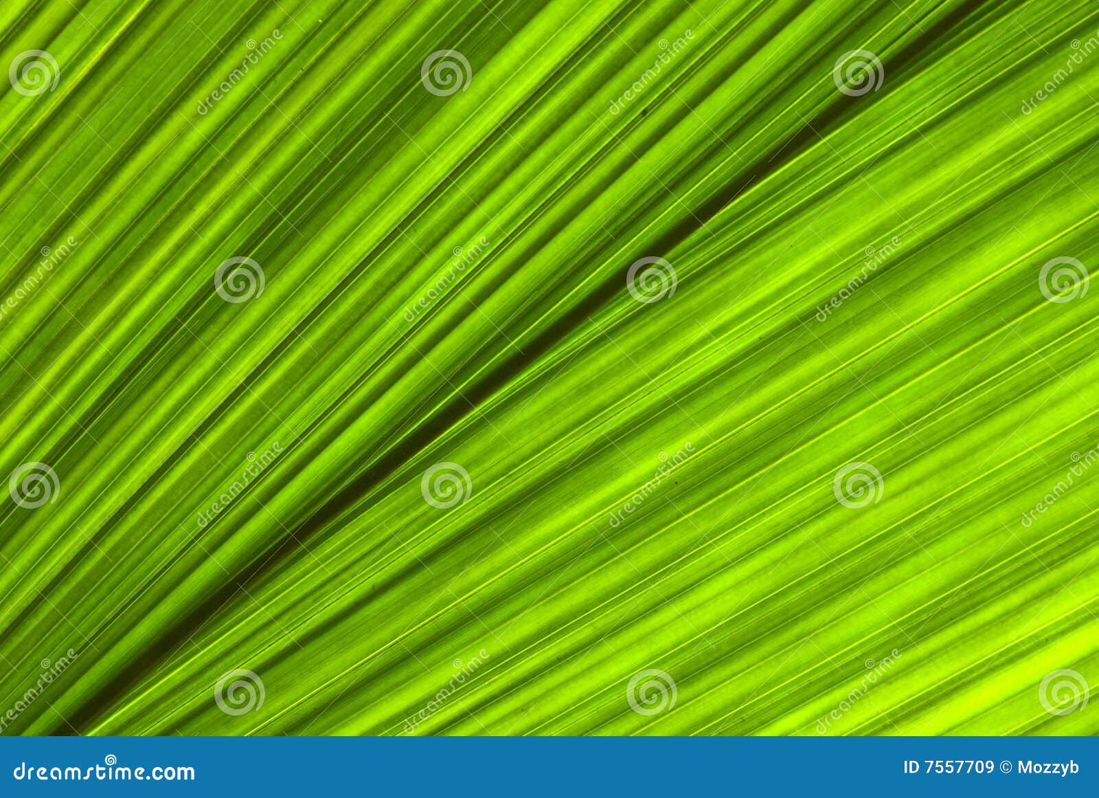 Tropical Green Leaf - Abstract Background Stock Image - Image of detail ...