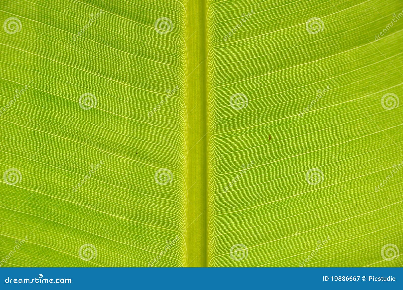 Tropical Green Leaf Background Stock Image - Image of abstract, clean ...