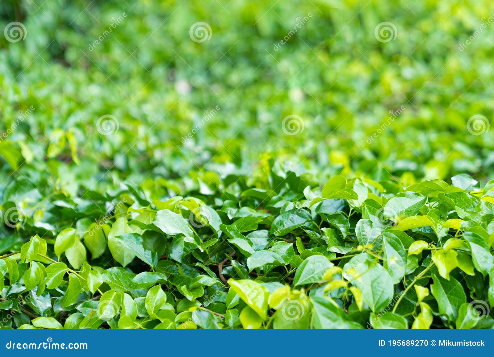 Tropical Green Leaf Plant Background Stock Photo - Image of clean ...