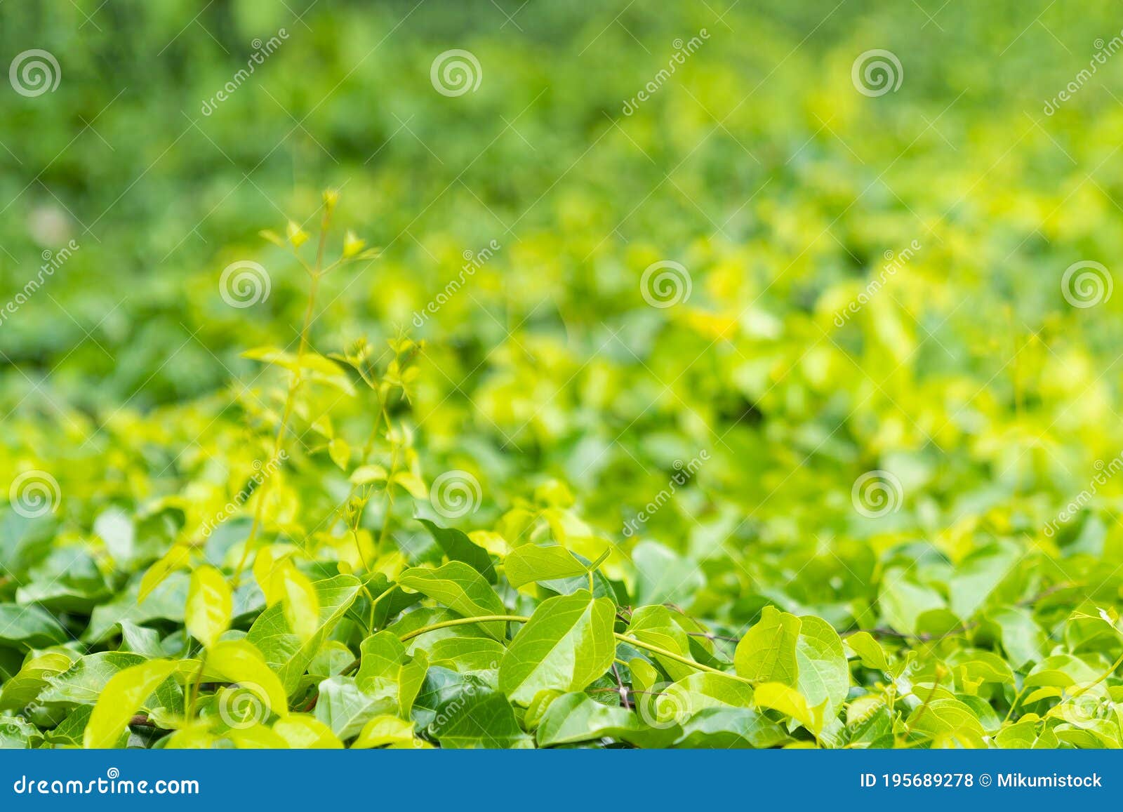 Tropical Green Leaf Plant Background Stock Photo - Image of clean, bush ...