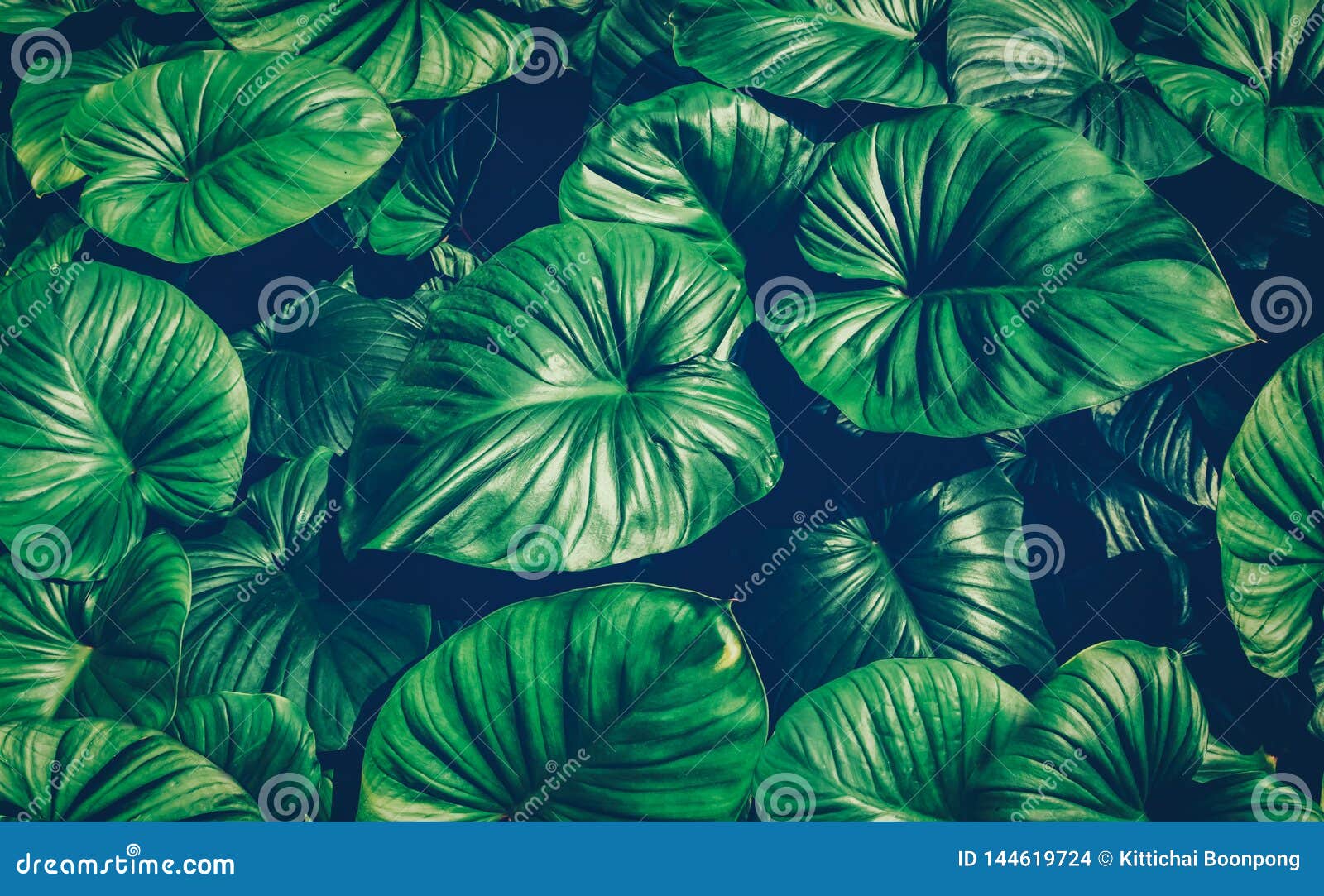 Tropical Green Leaves, Faded Dark Green Filter Effect. for Background ...
