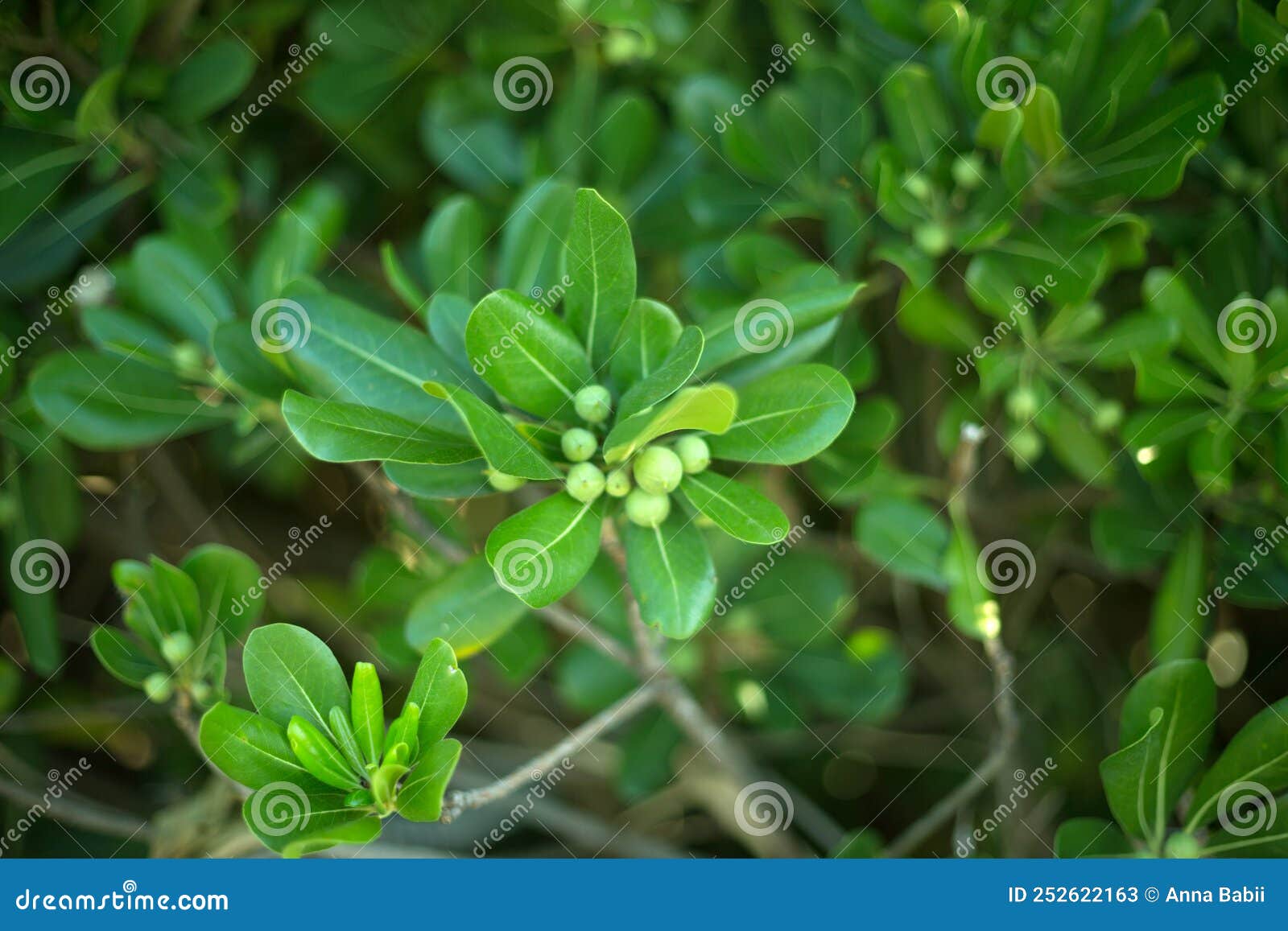 Tropical Green Leaves Fresh Blur Background. Stock Image - Image of ...