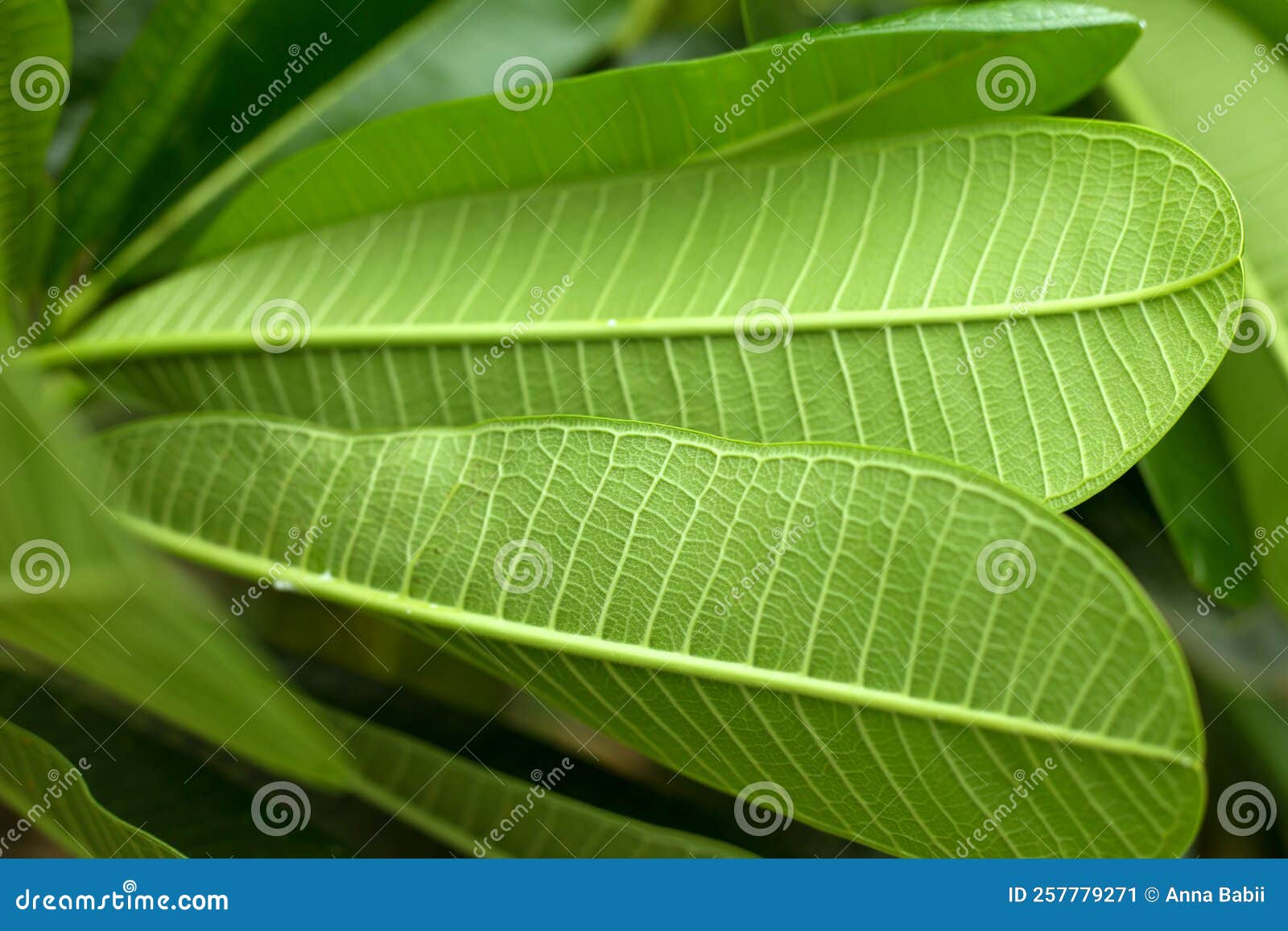 Tropical Green Leaves Fresh Blur Background Stock Image - Image of ...