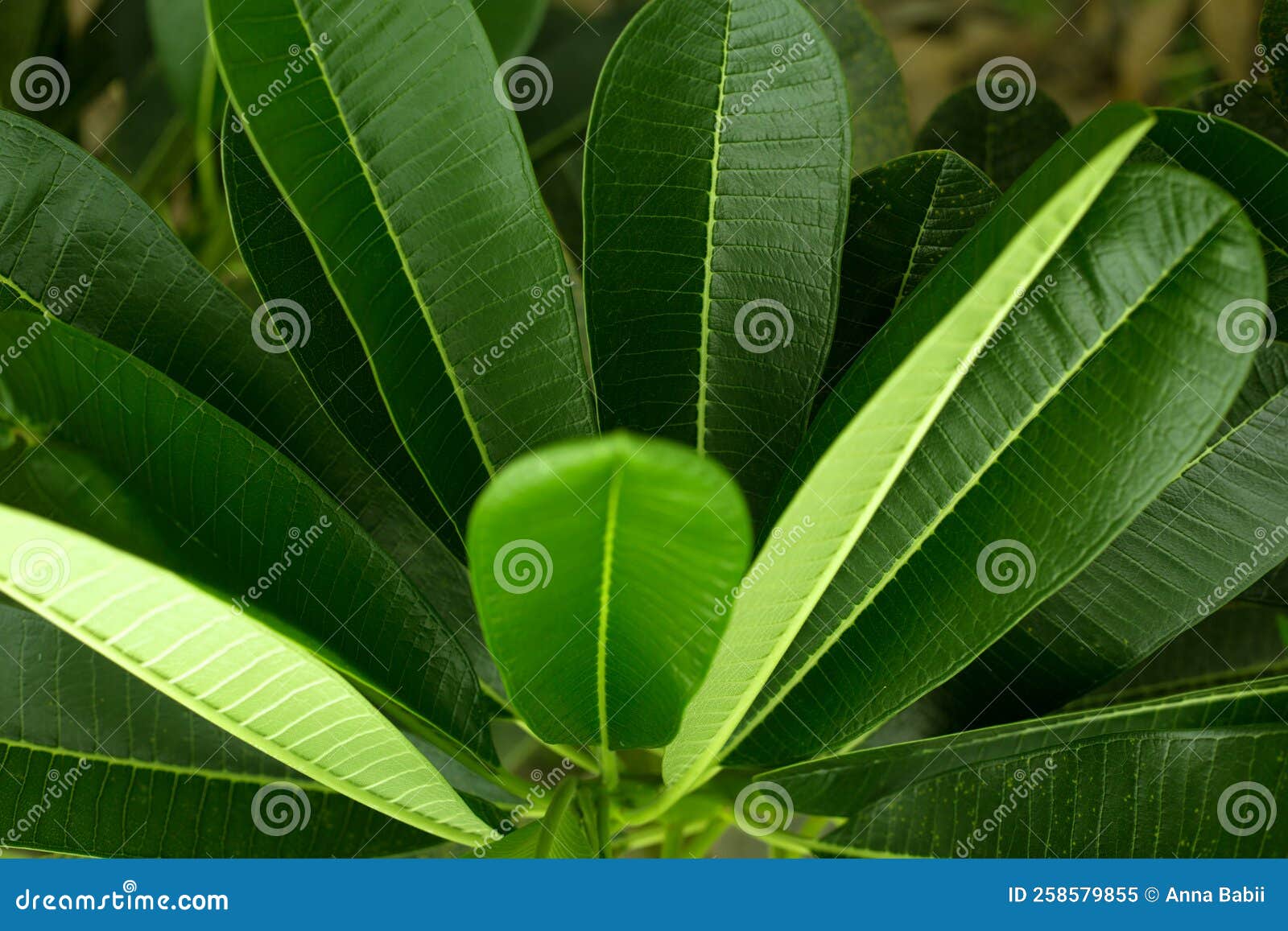 Tropical Green Leaves Fresh Blur Background Stock Image - Image of ...