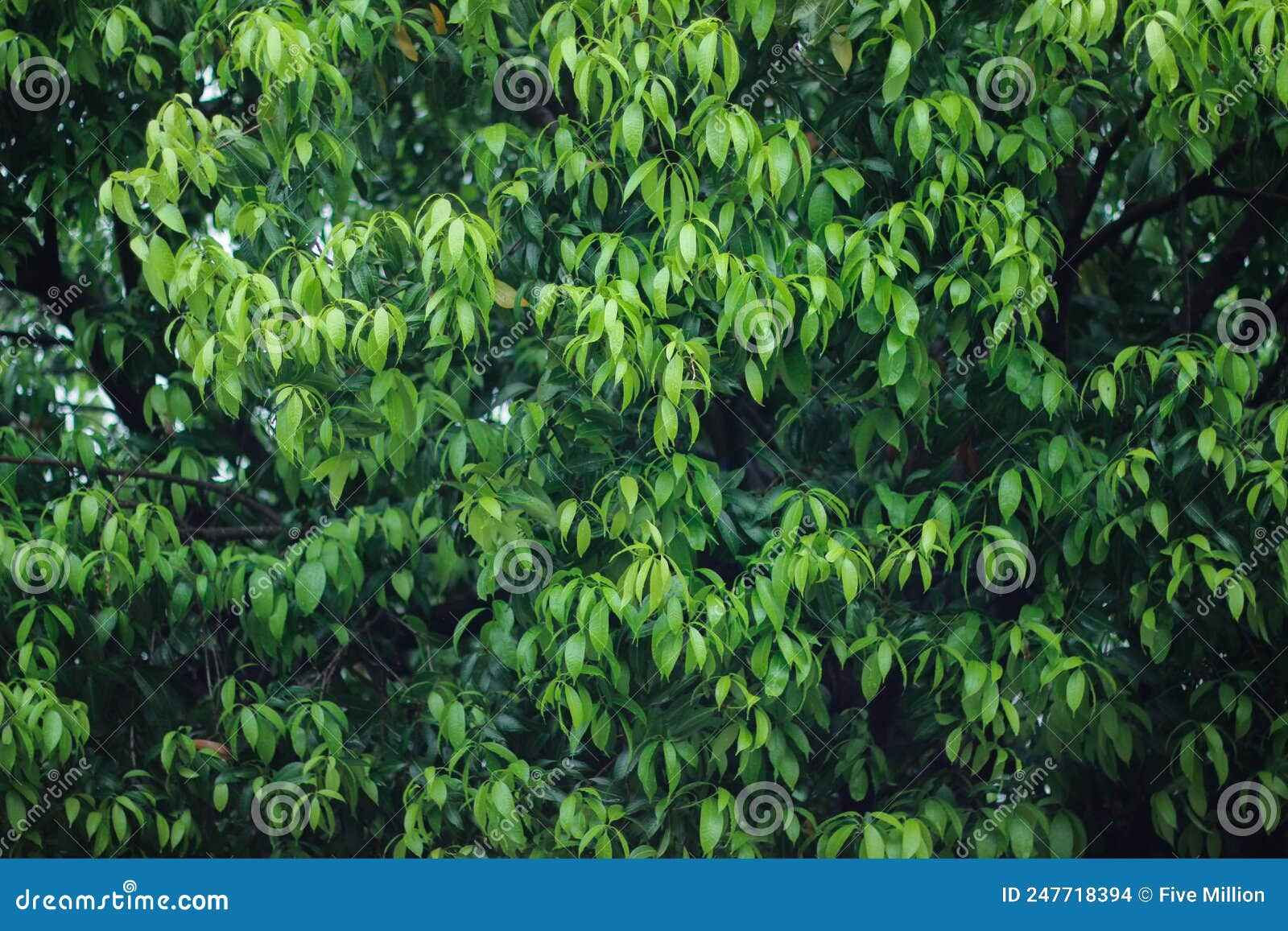 Tropical Green Leaves Landscape Background Stock Photo - Image of ...