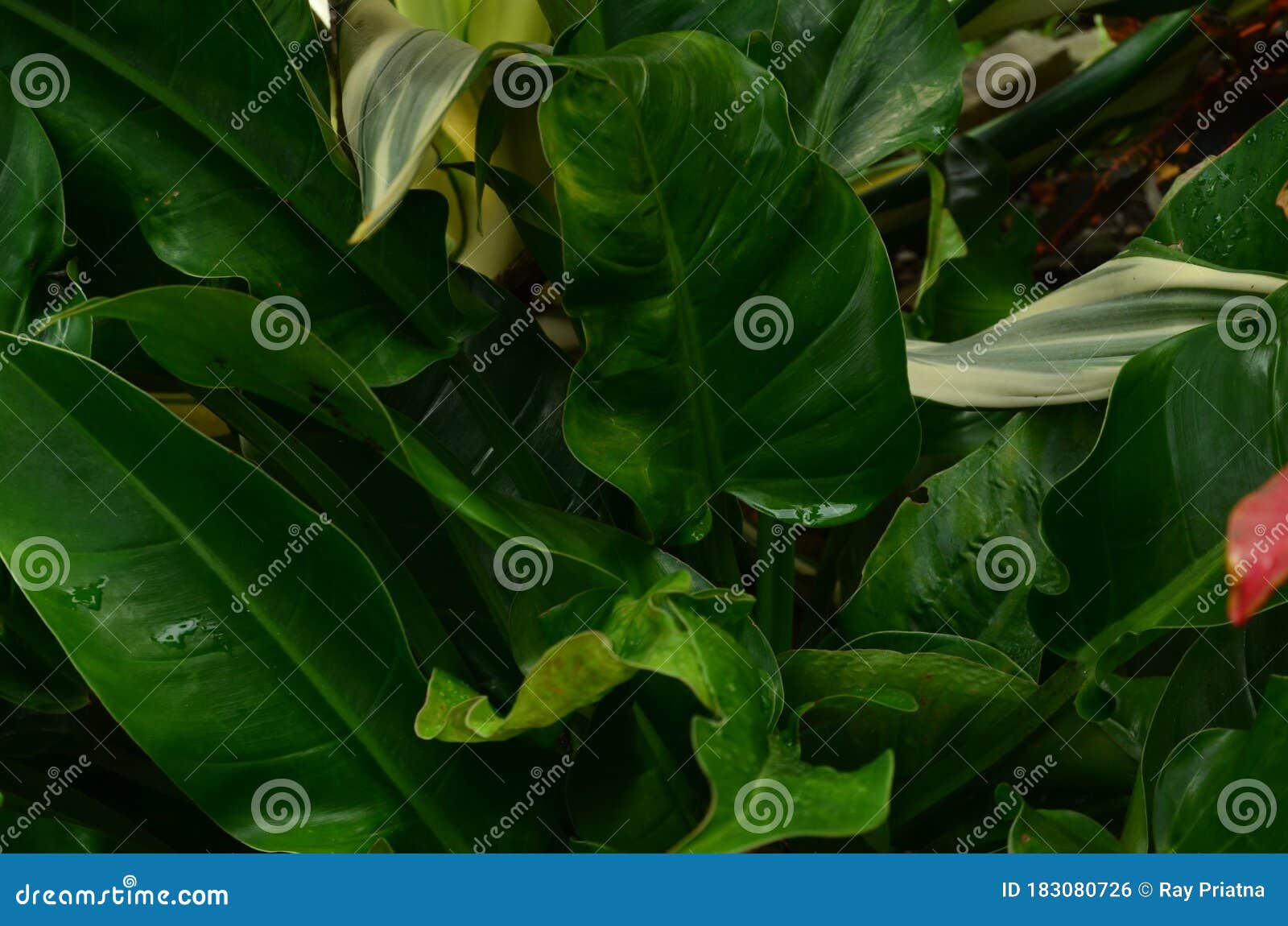 Tropical Green Leaves Texture. Foliage Background with Green Natural ...