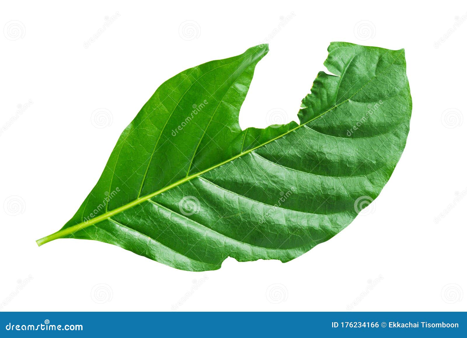 Cleft Leaf - Three Yellow Signs With Blue Sky Background Stock ...
