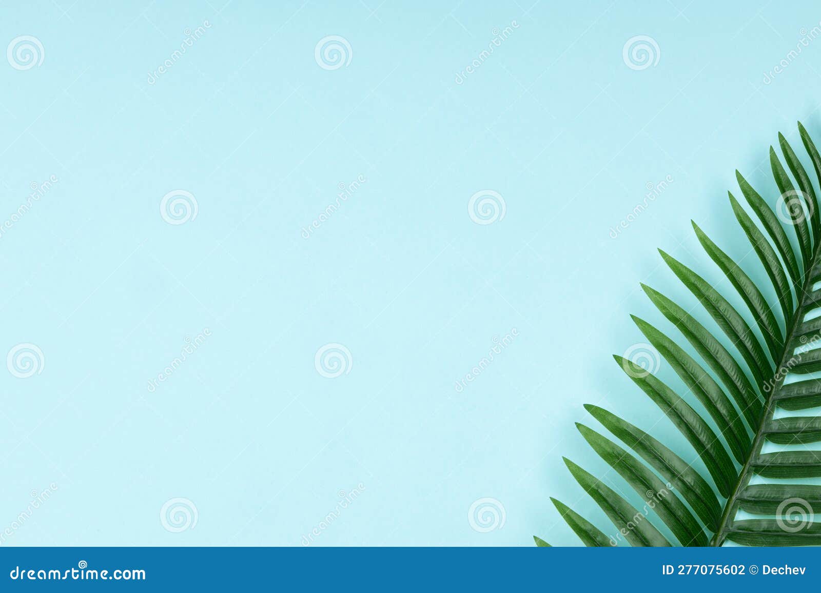 Tropical Green Palm Leafe on Blue Background Stock Photo - Image of ...