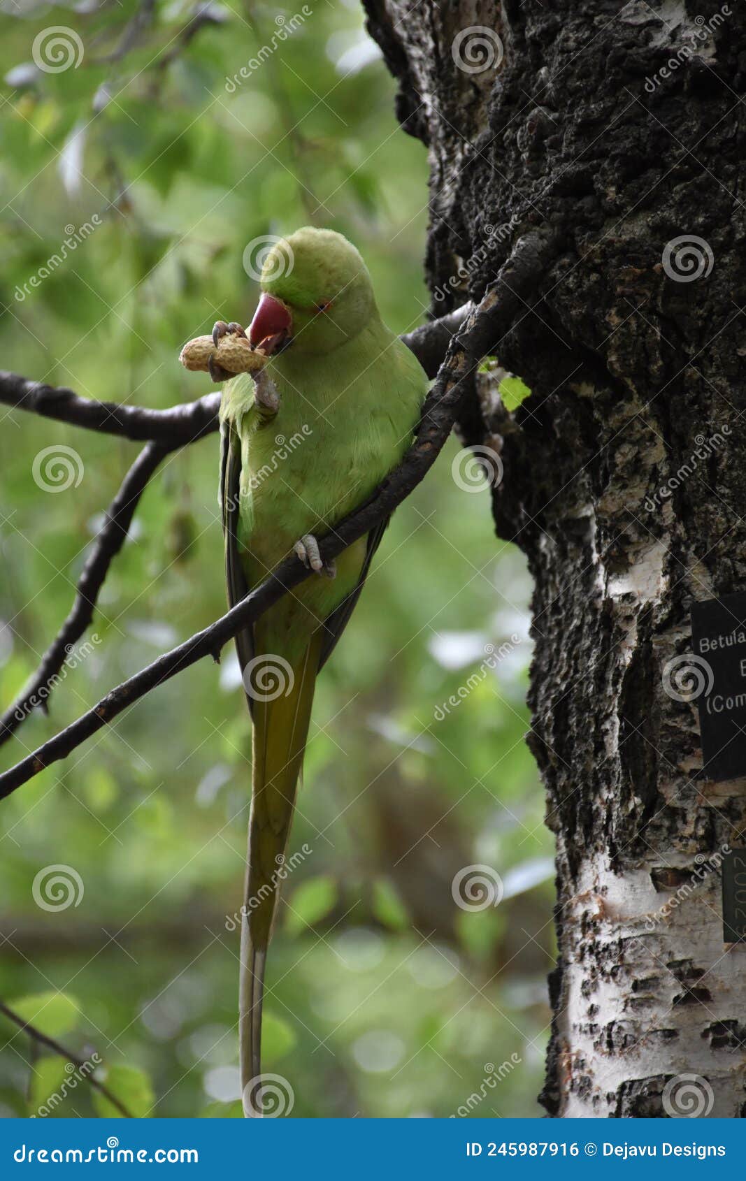 Tropical Green Parrot Eating a Peanut in a Tree Stock Photo - Image of ...