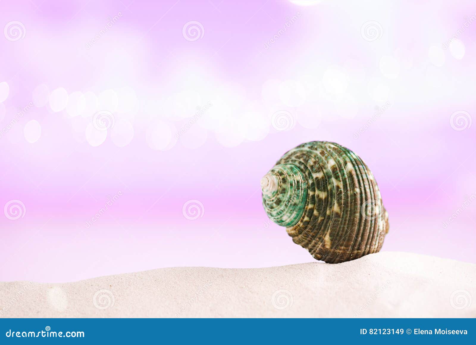 Tropical Green Sea Shell on White Sand with Festive Glitter Back Stock ...