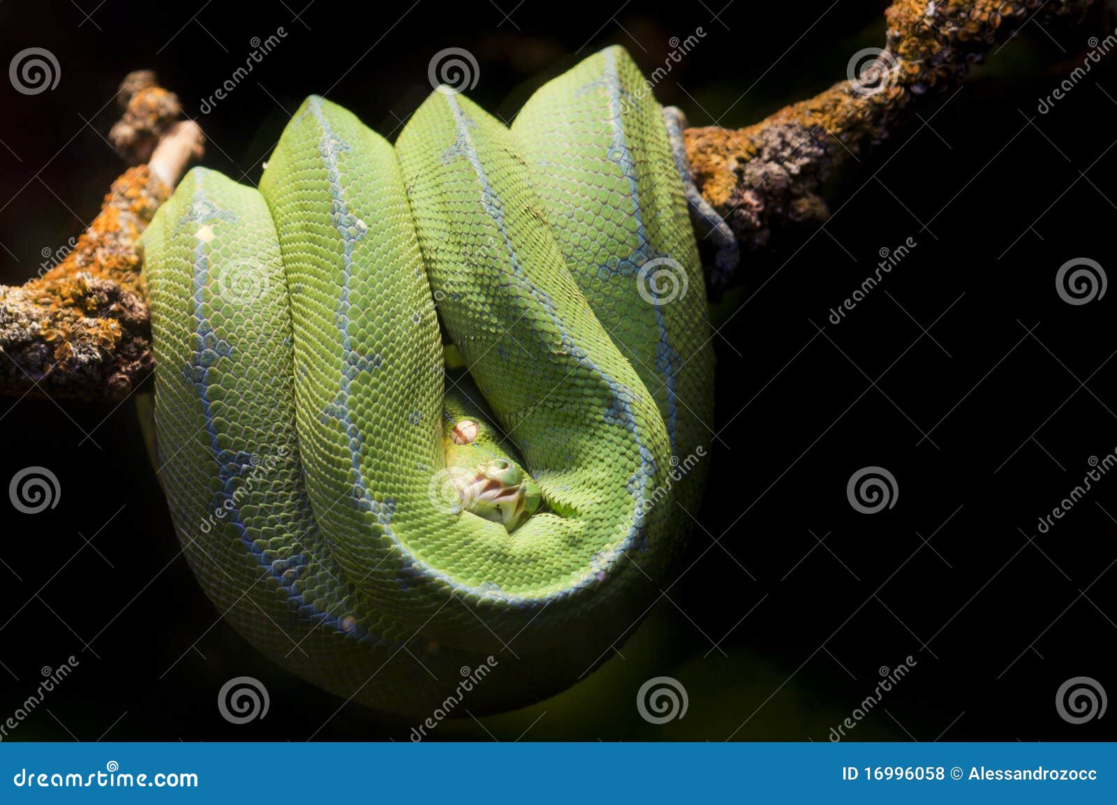 Tropical Green snake stock photo. Image of breed, dangerous - 16996058