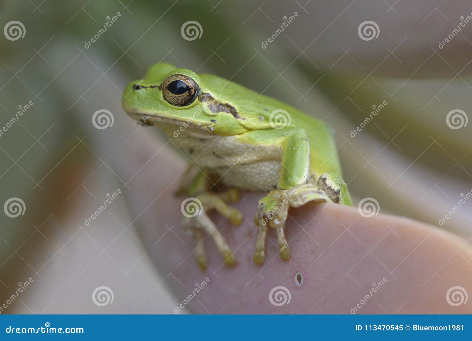 Tropical Green Tree Frog on Cactus Leaf Stock Image - Image of awake ...