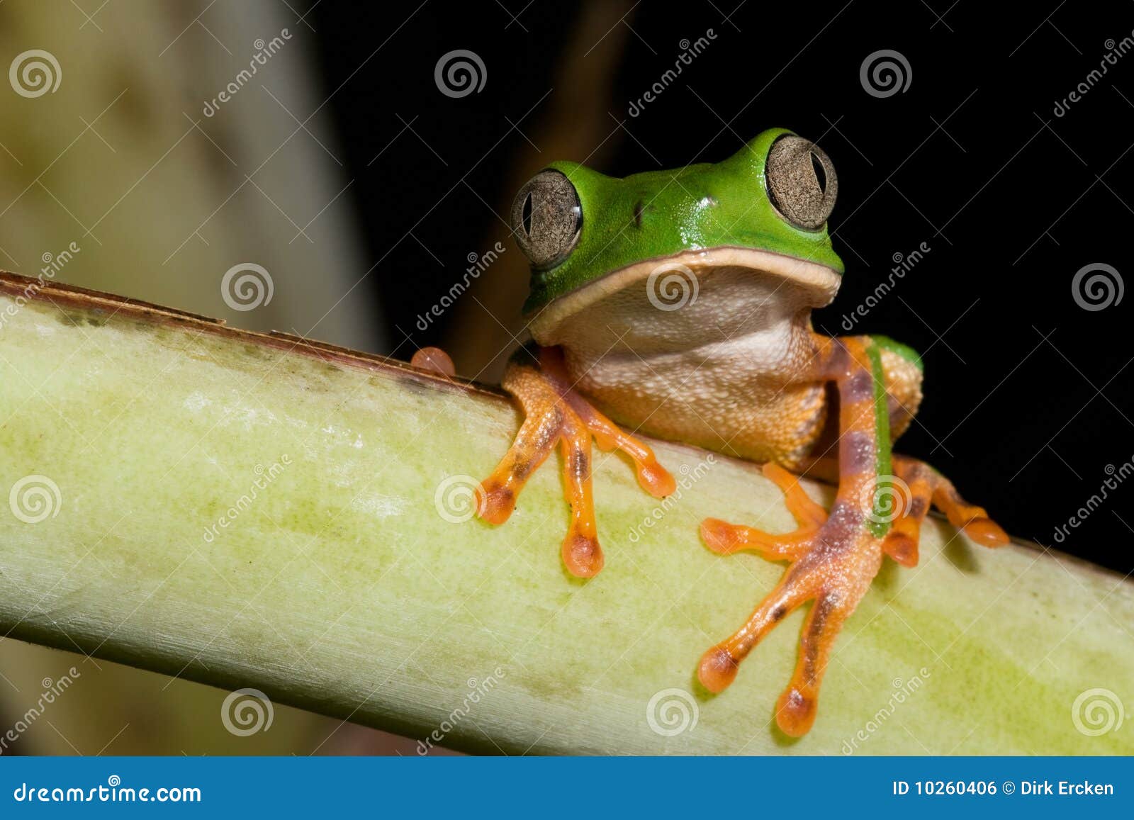 Tropical Green Tree Frog at Night in Amazon Jungle Stock Photo - Image ...