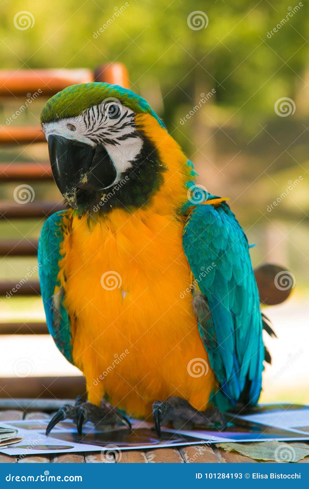 Tropical Green, Yellow Colored Parrot Stock Image - Image of forest ...