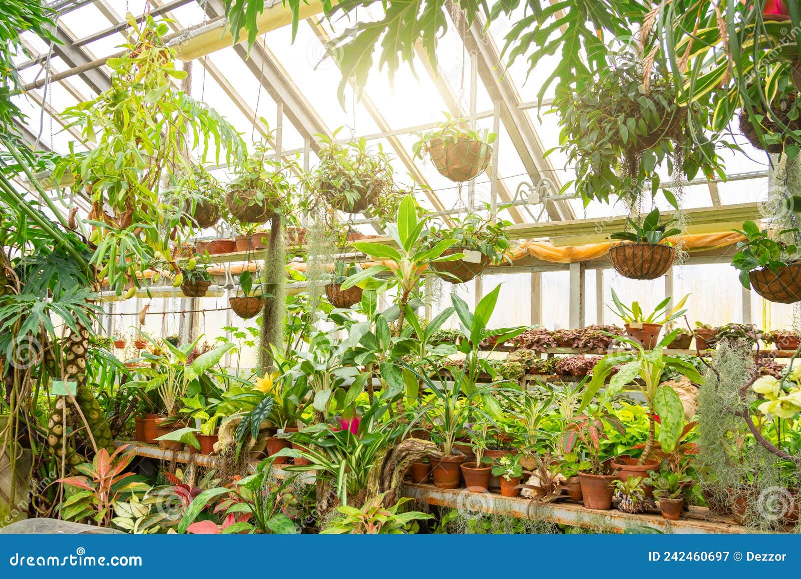 Tropical Greenhouse with Various Types of Plants Stock Image - Image of ...