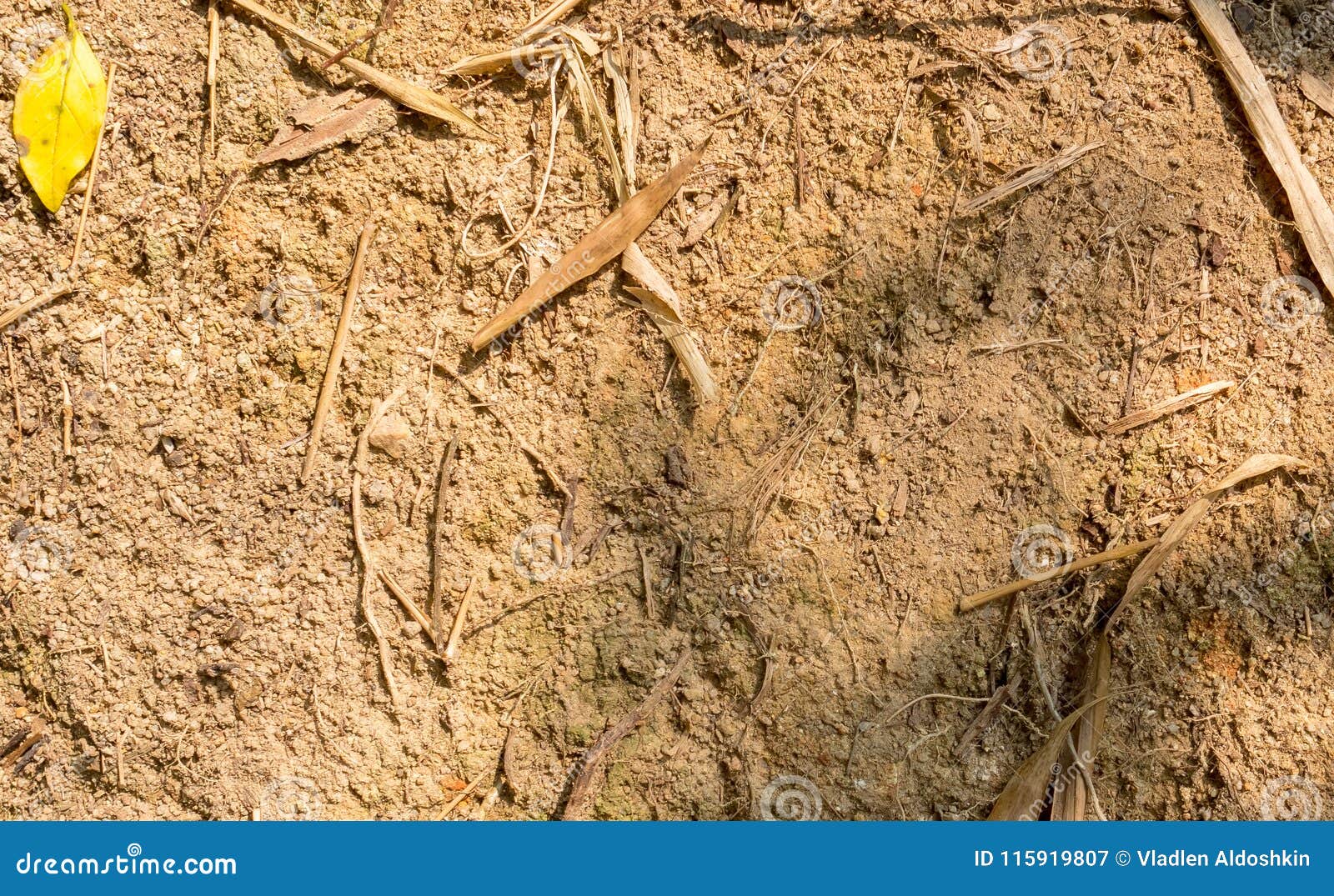 Tropical ground pattern stock image. Image of background - 115919807