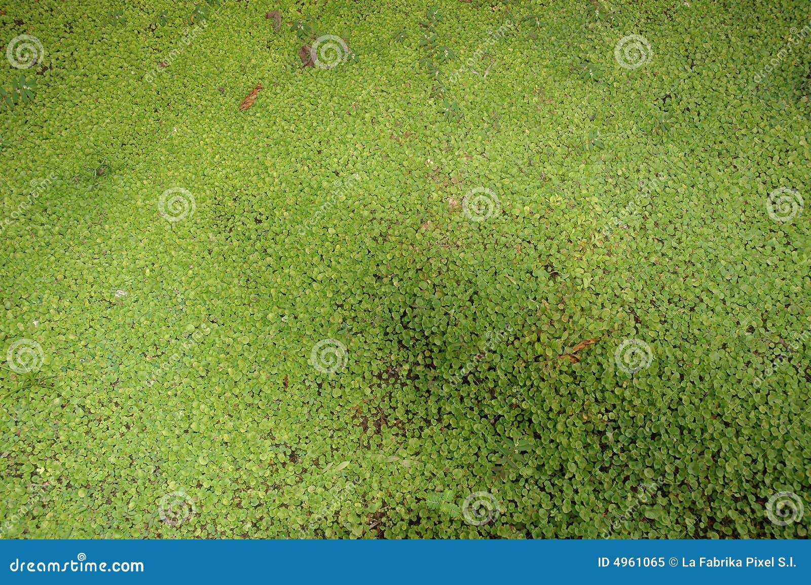 Tropical ground vegetation stock image. Image of background - 4961065
