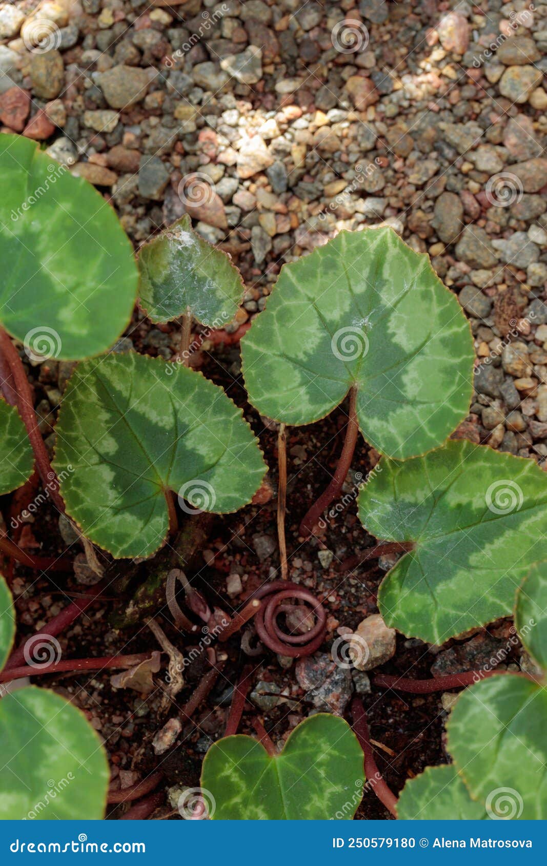 Tropical Growing Green Leaves Nature Texture Pattern Stock Photo ...