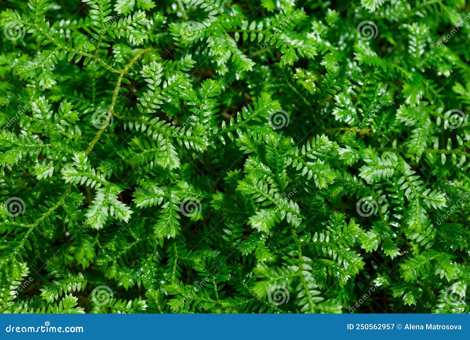 Tropical Growing Green Leaves Nature Texture Pattern Stock Image ...