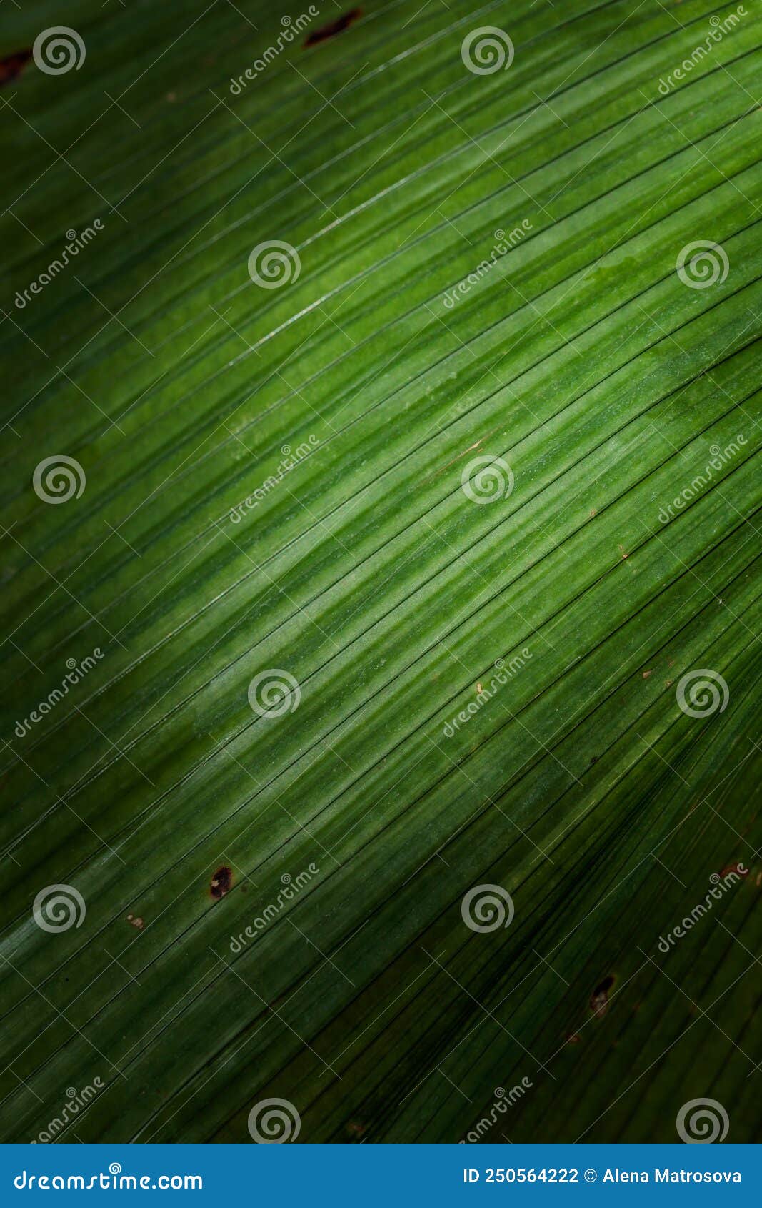 Tropical Growing Green Leaves Nature Texture Pattern Stock Photo ...